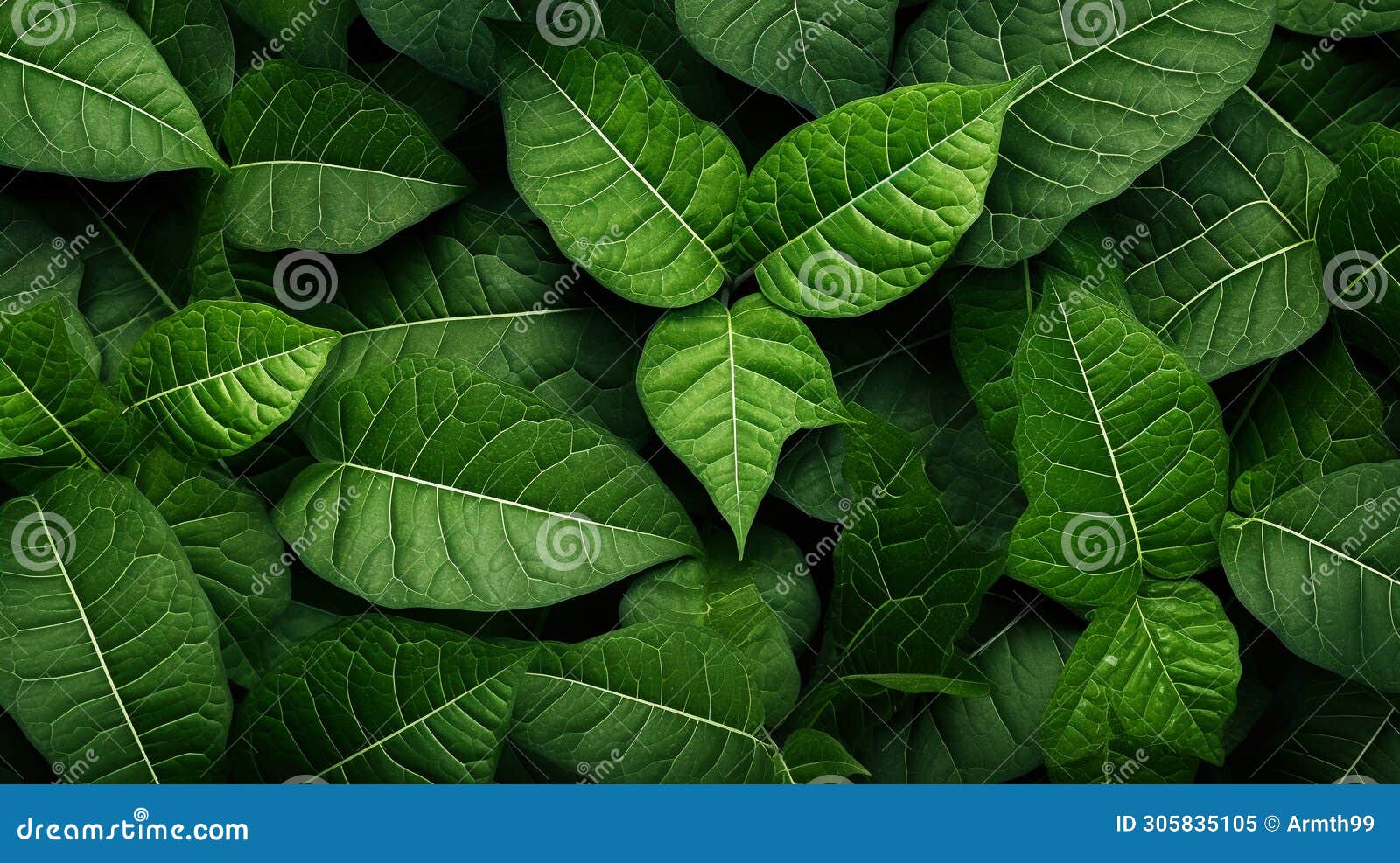 An Overhead Perspective Captures a Green Leaf Pattern Background Stock ...