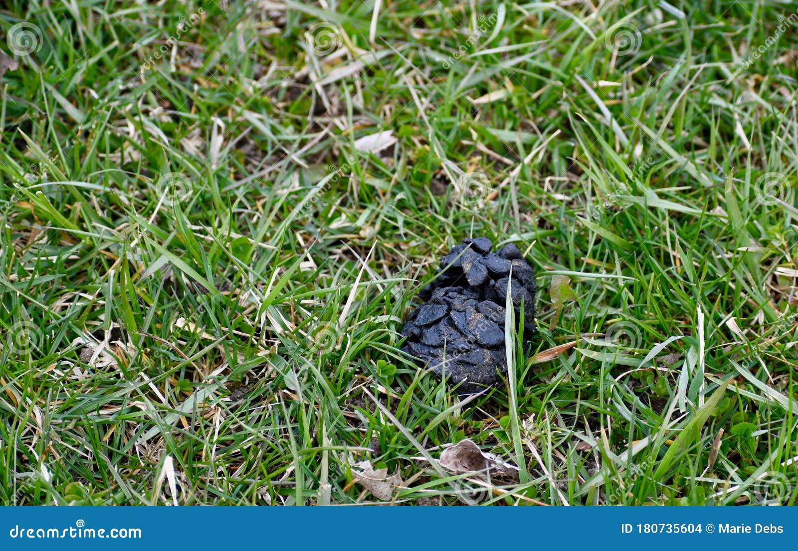 Deer Scat in the Grass stock photo. Image of tracking - 180735604