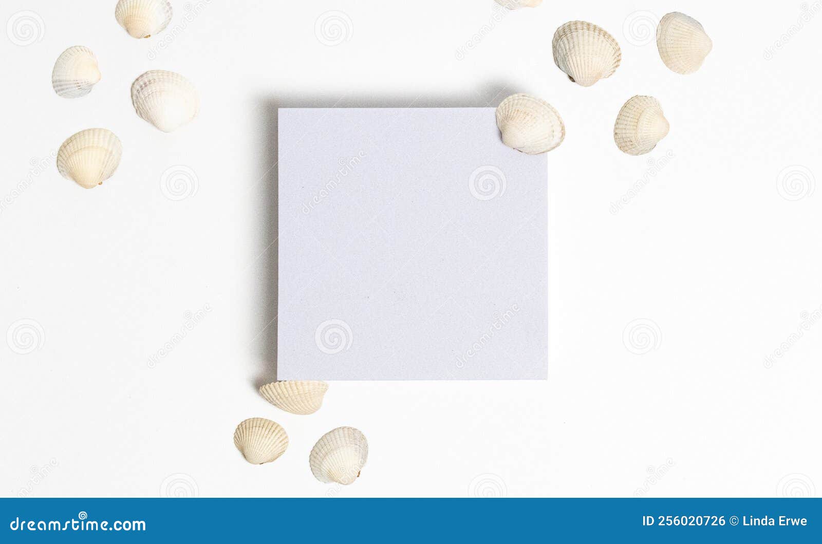 Overhead of Sea Shells and Square Stock Photo - Image of spiral, white ...
