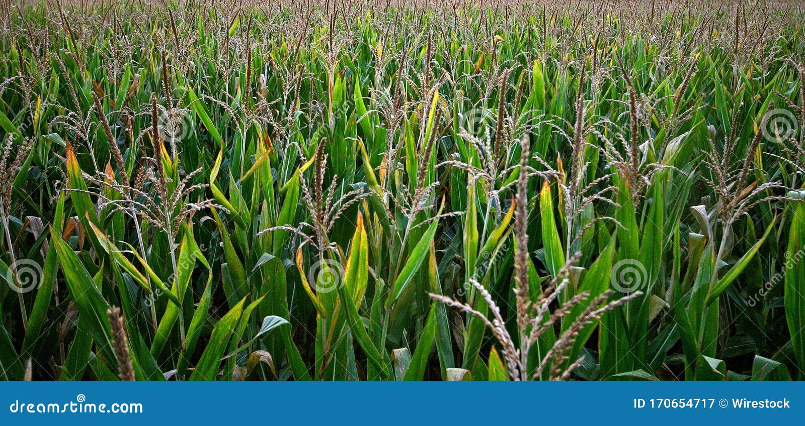 Overhead Shot of an Agricultural Green Field Stock Image - Image of ...