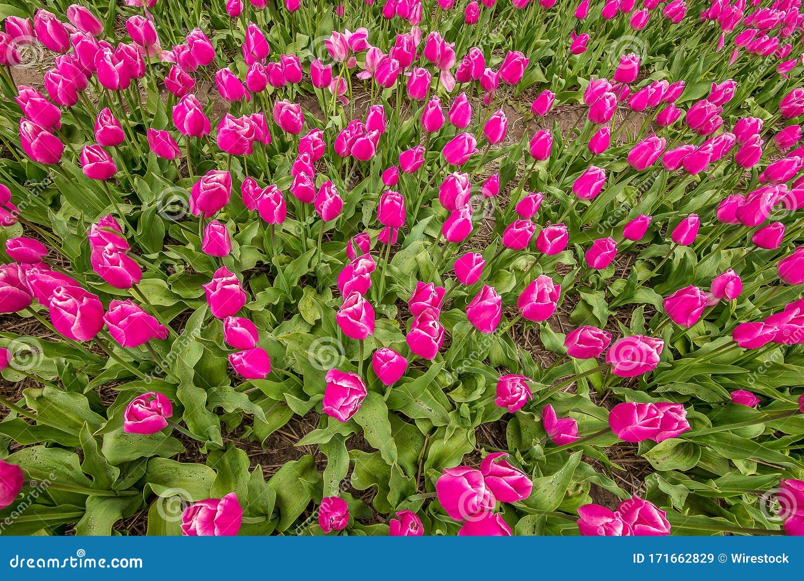 Overhead Shot of Bright Pink Flower Field Stock Image - Image of love ...