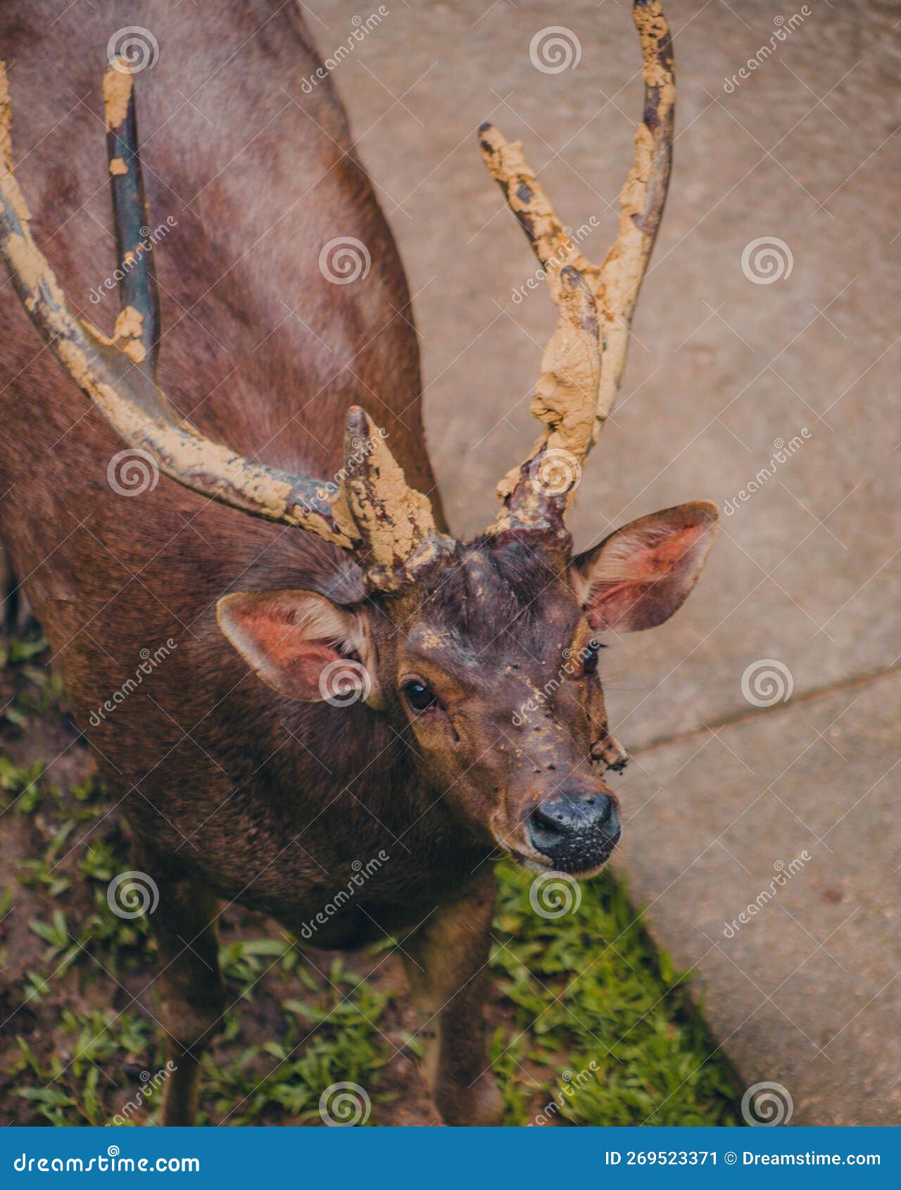 Overhead Shot of a Brown Deer with Rugged Antlers Stock Image - Image ...