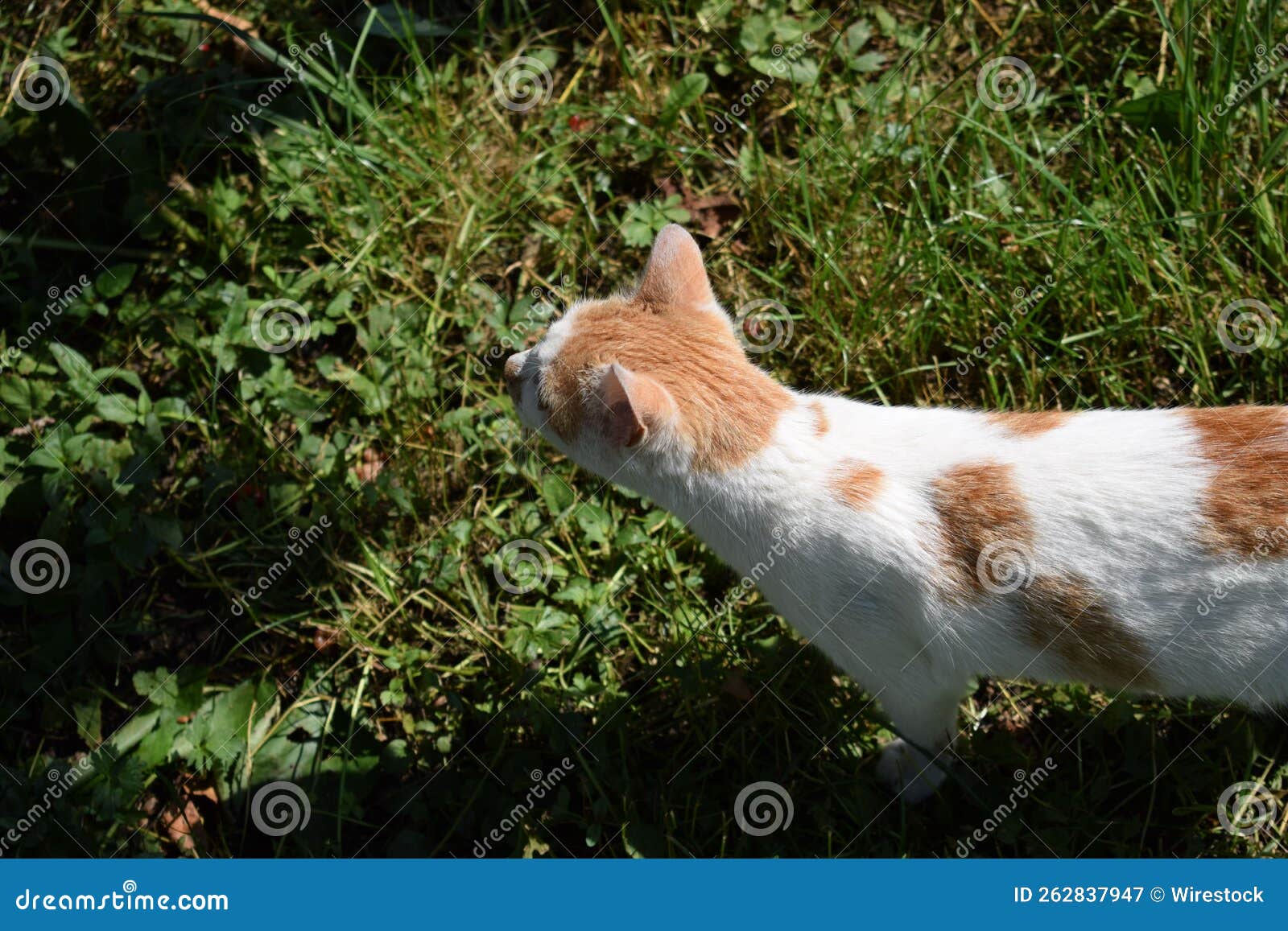 Overhead Shot of a Brown Spotted Fluffy White Cat Standing on a Grass ...