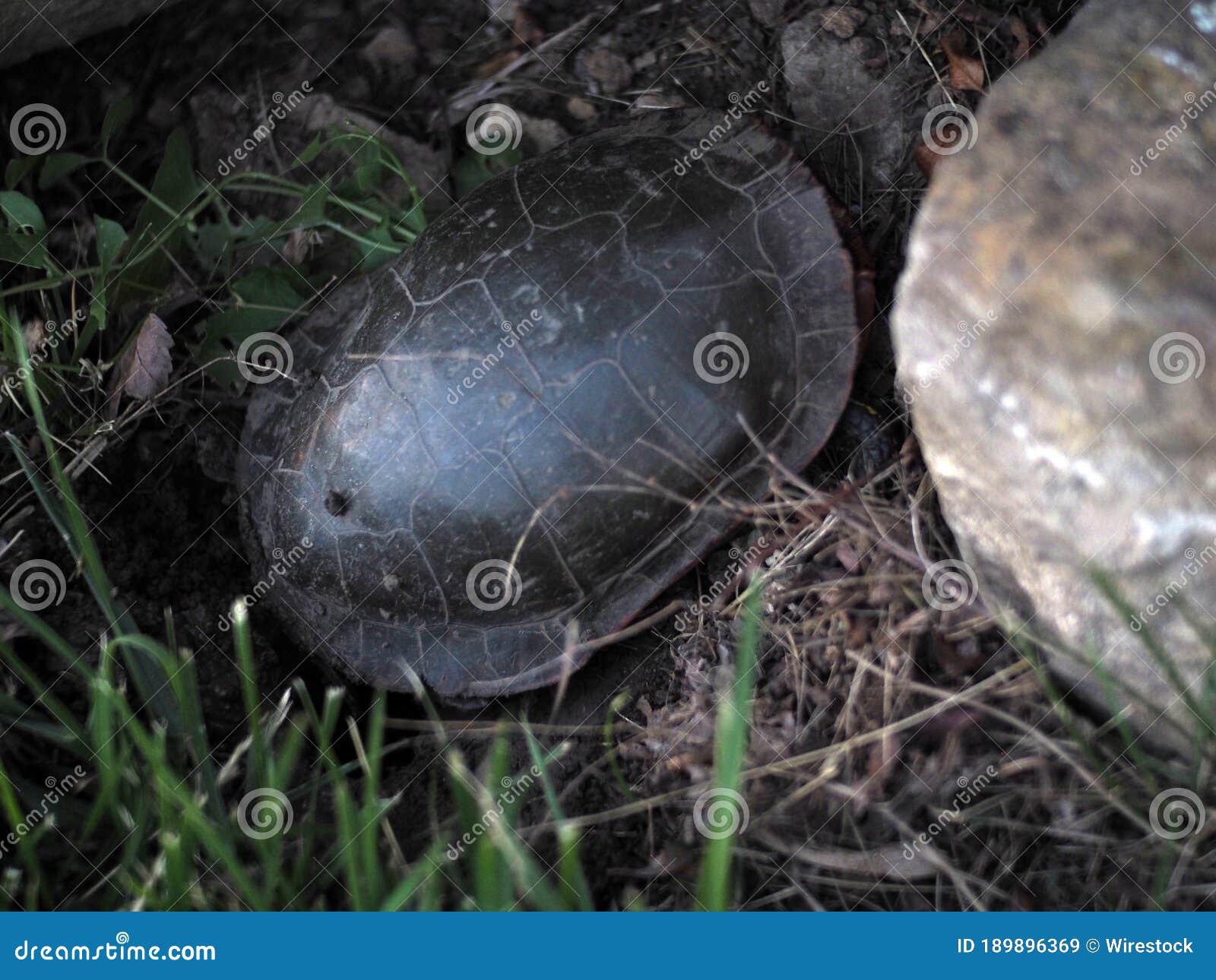 Overhead Shot of a Brown Turtle Shell Hidden on a Park Floor Stock ...