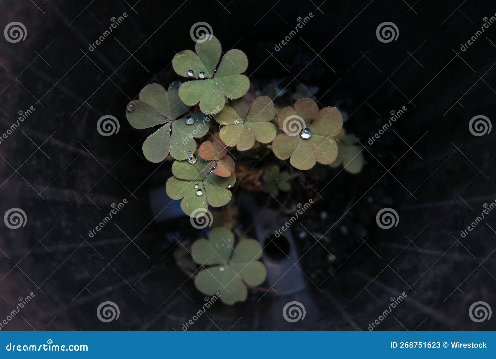 Overhead Shot of a Bunch of Clover with Water Droplets Stock Image ...