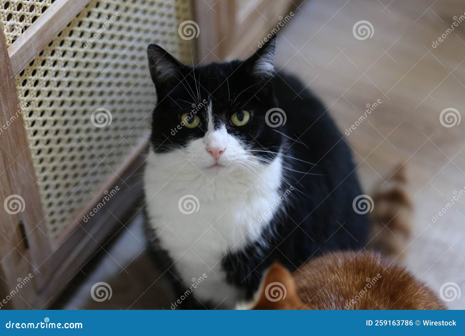 Overhead Shot of a Cute Black and White Cat with Green Eyes Looking at ...