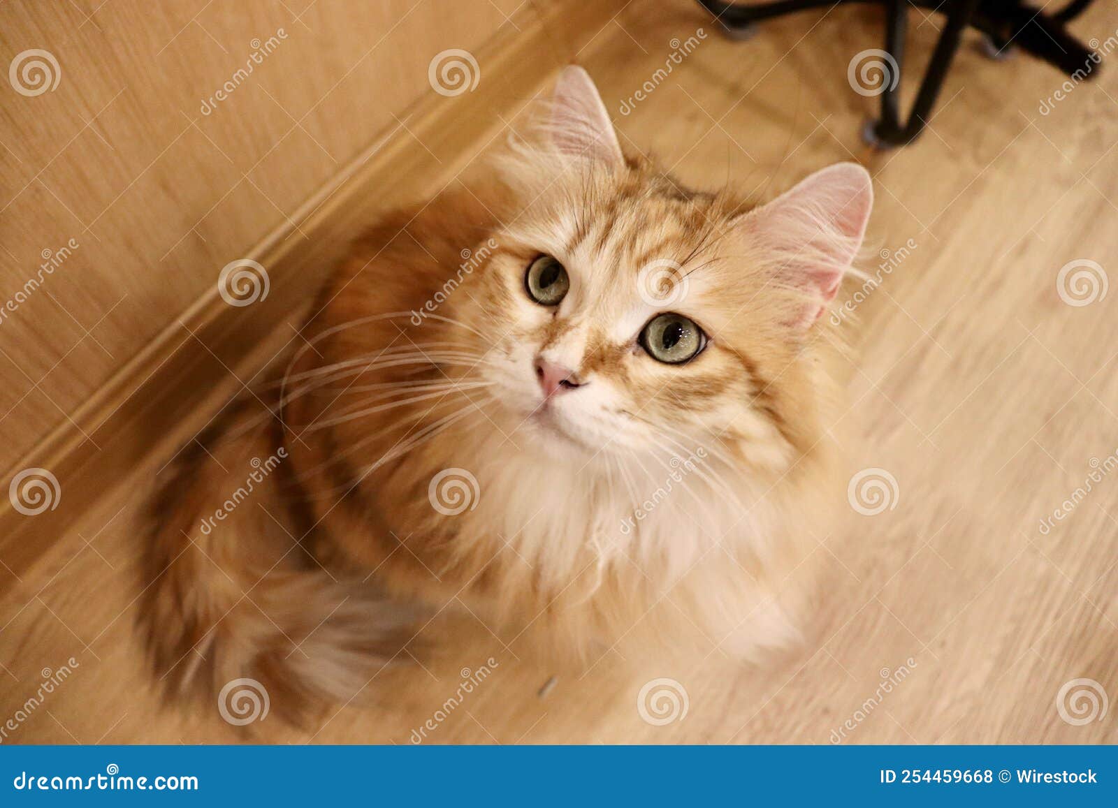 Overhead Shot of a Cute Fluffy Cat Looking Up Stock Photo - Image of ...