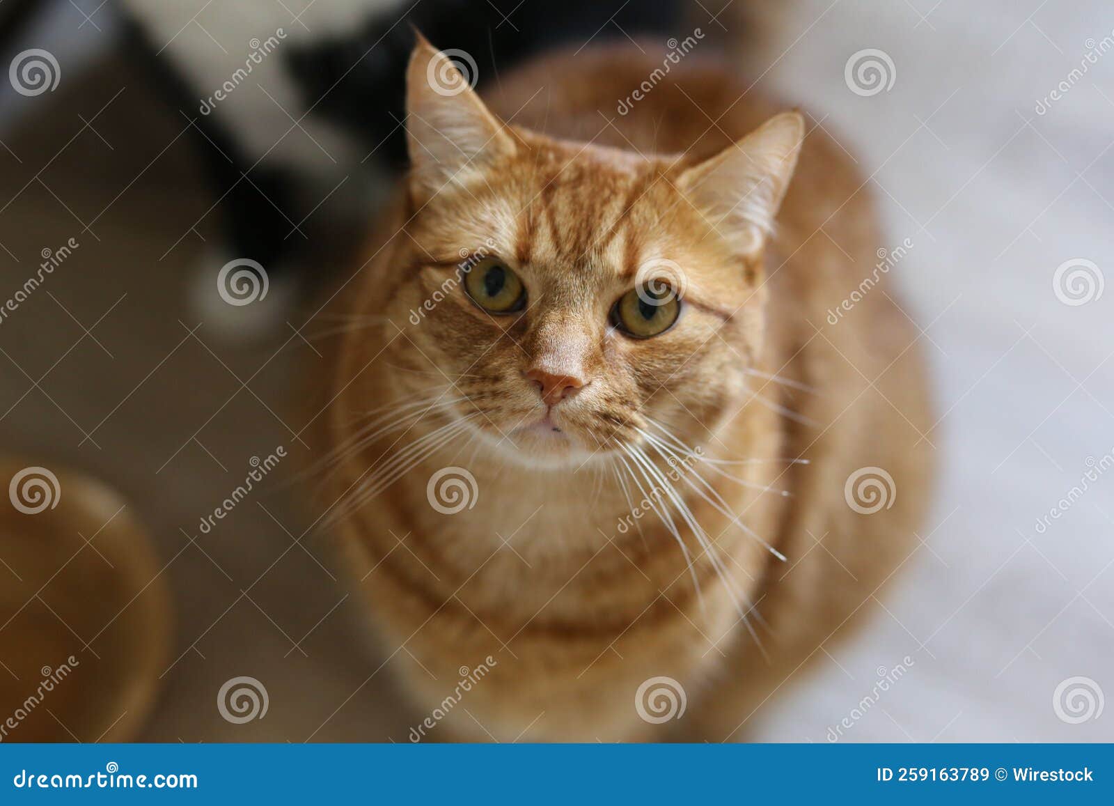 Overhead Shot of a Cute Ginger Cat Looking at the Camera. Stock Image ...