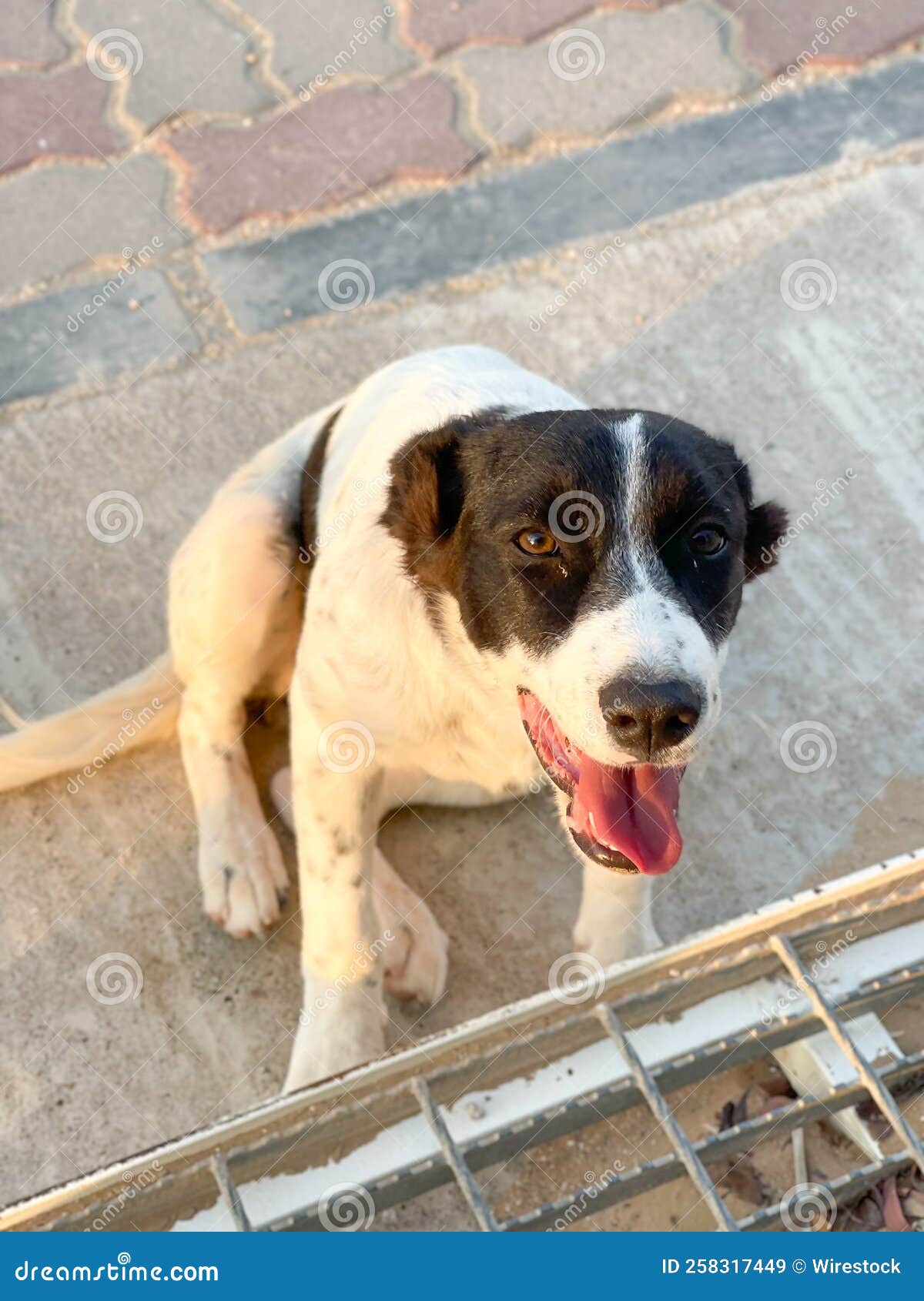 Overhead Shot of a Cute Stray Dog in the Street. Stock Image - Image of ...