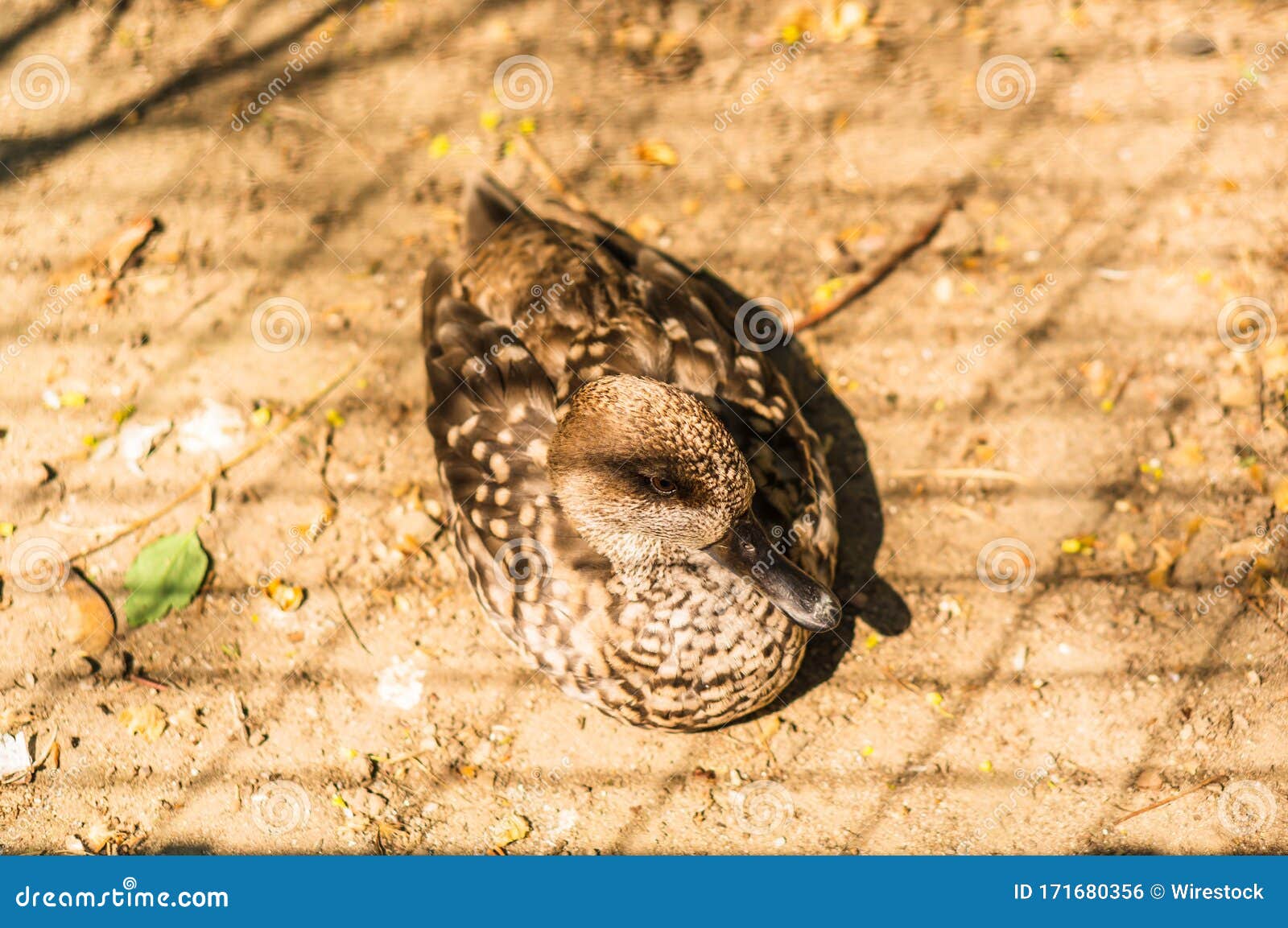 Overhead Shot of a Duck on the Ground Stock Photo - Image of brown ...