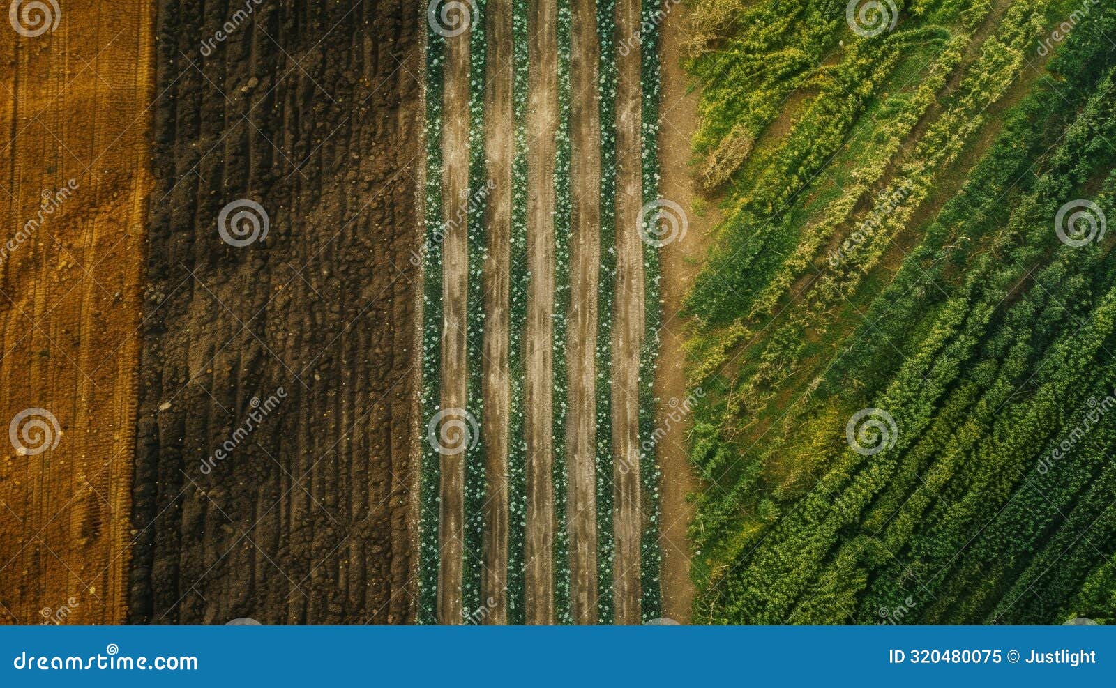 An Overhead Shot of a Field Divided into Distinct Sections Each Planted ...