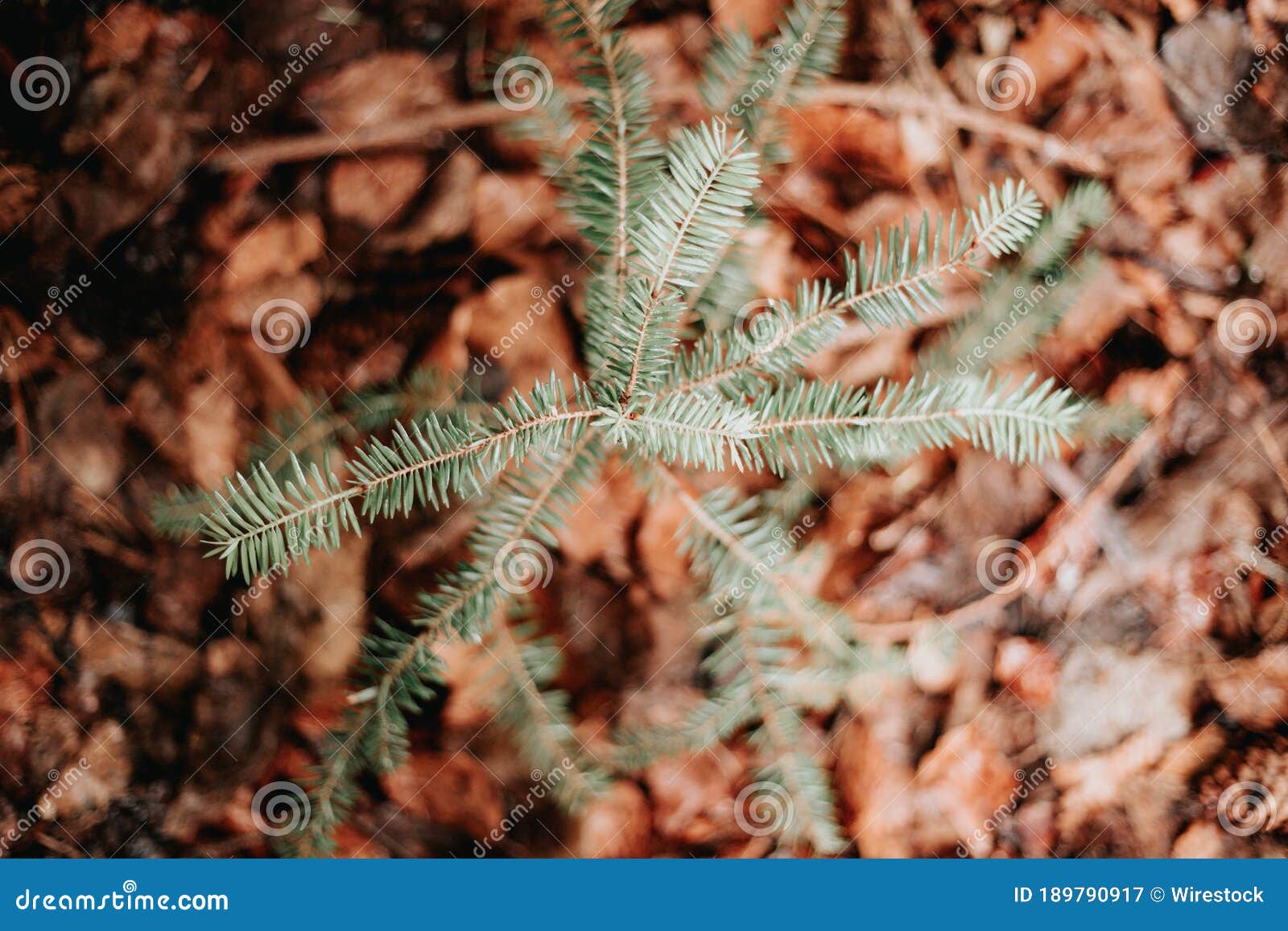 Overhead Shot of the Fir Branches with Dried Leaves on the Background ...