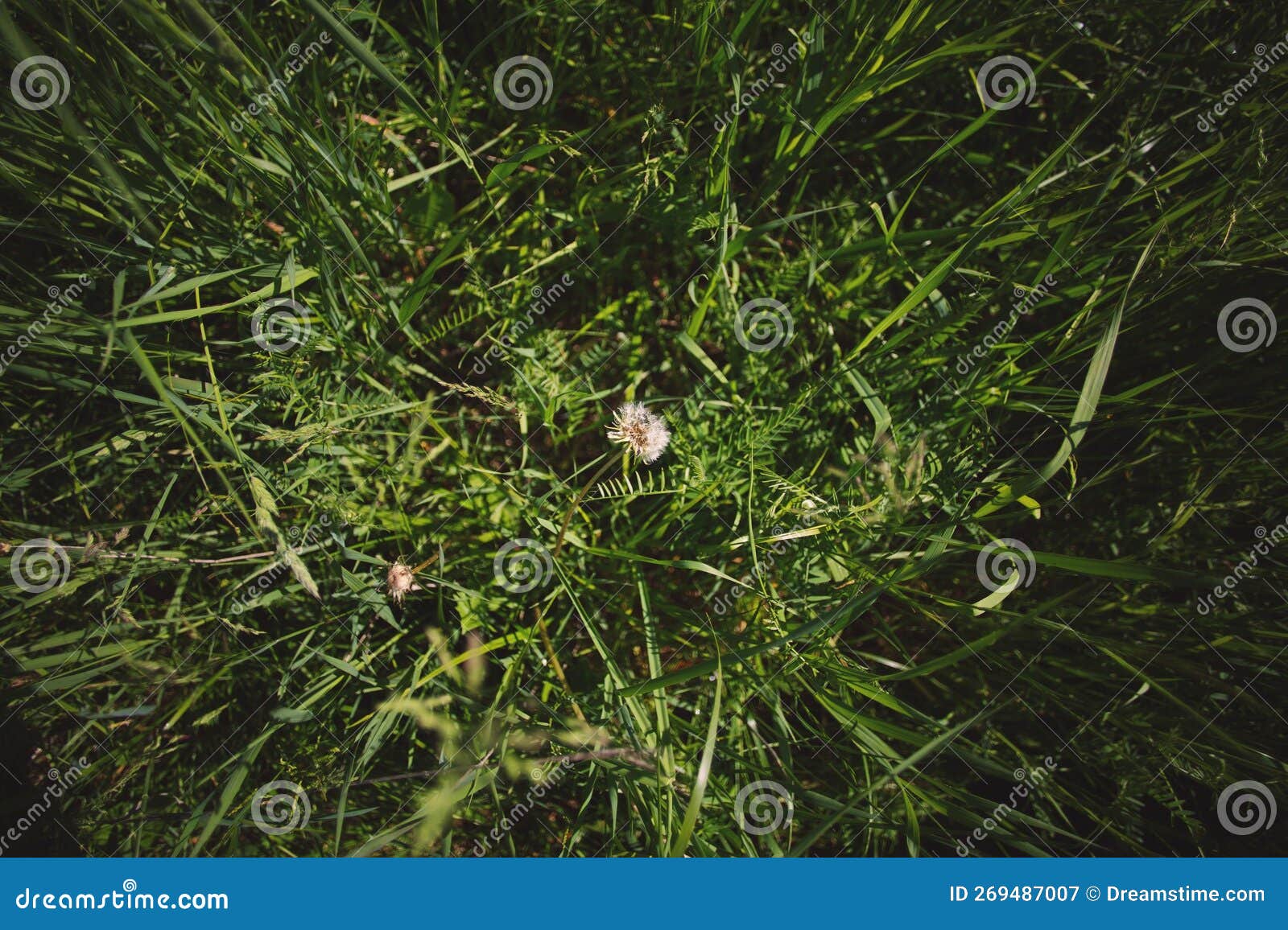 Overhead Shot of a Flower in the Field Stock Image - Image of texture ...