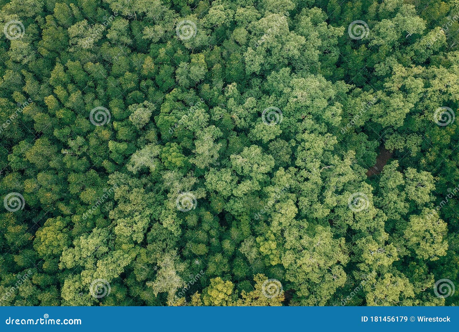 Overhead Shot of a Forest Full of Trees on a Daylight Stock Image ...