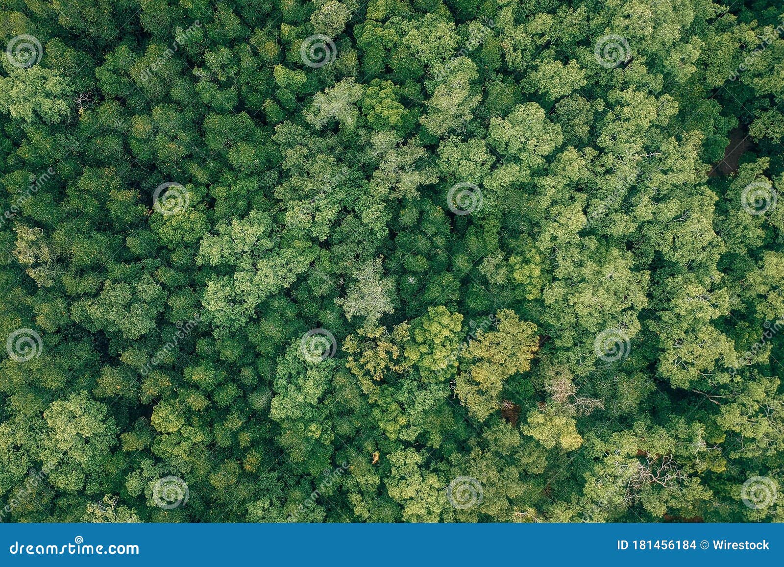 Overhead Shot of a Forest Full of Trees on a Daylight Stock Photo ...