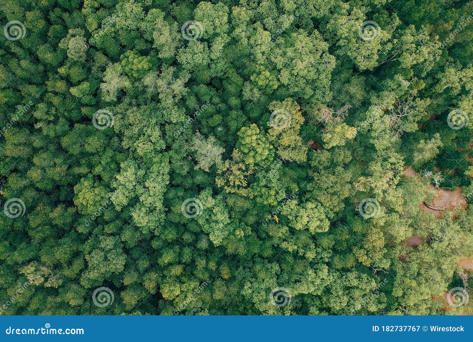 Overhead Shot of a Forest Full of Trees on a Daylight Stock Image ...