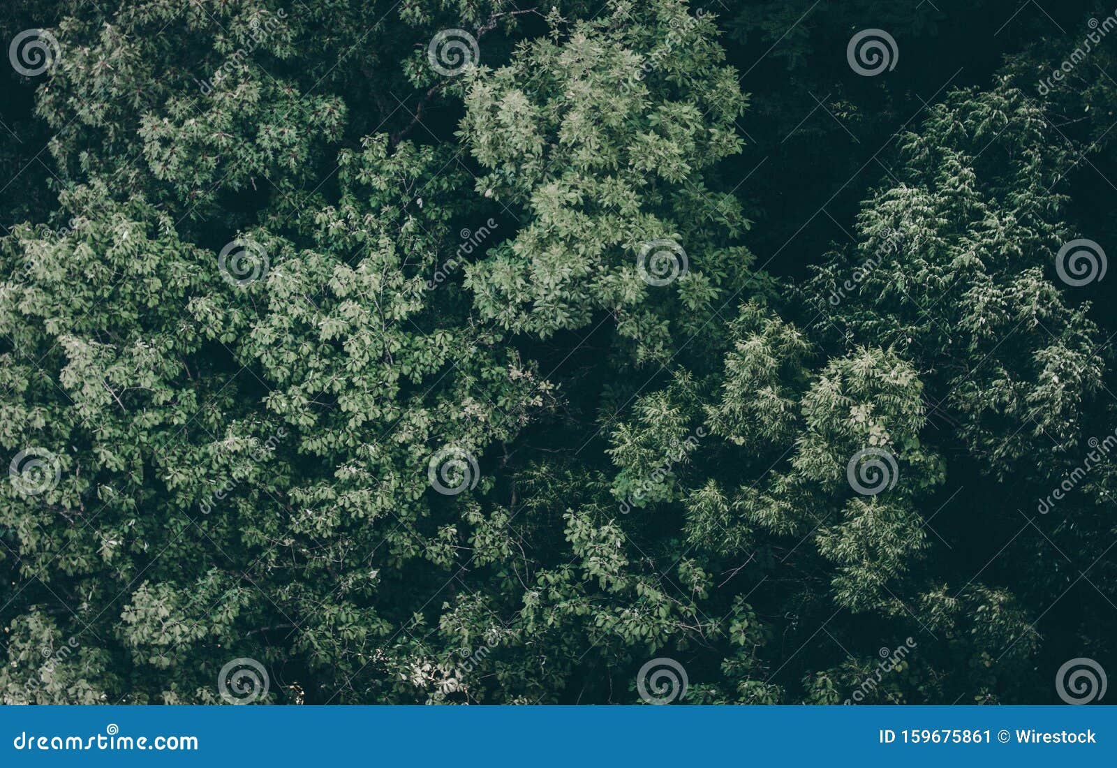 Overhead Shot of a Forest with Green Tree Leaves Stock Image - Image of ...