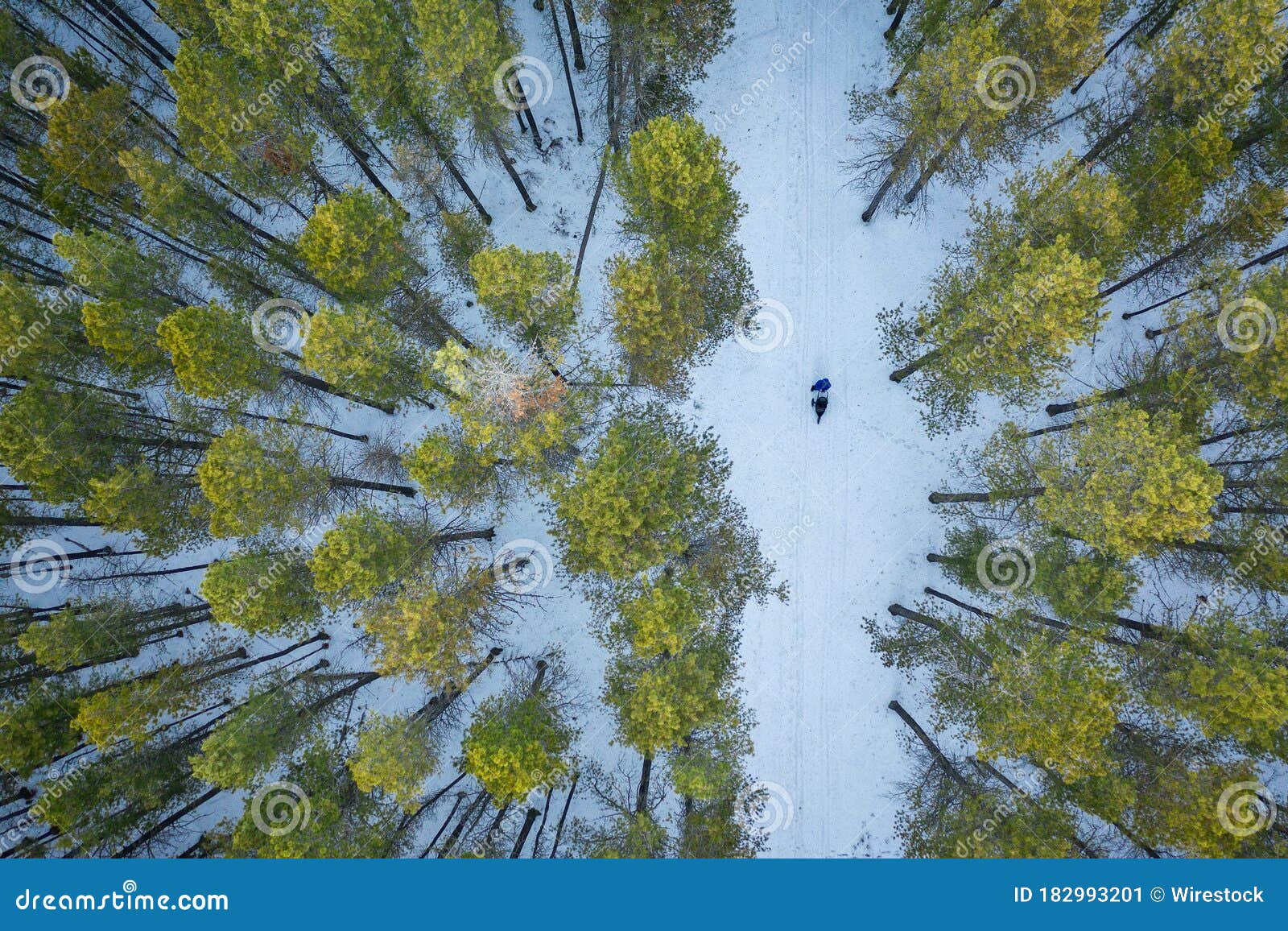 Overhead Shot of a Forest with Tall Green Trees during Winter Stock ...