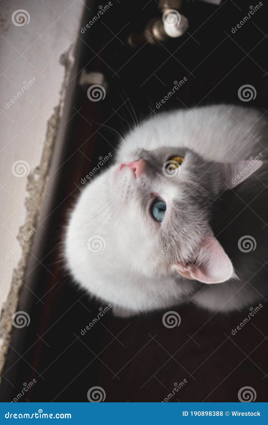 Overhead Shot of a Gray Cat with the Eyes of Different Colors Stock ...