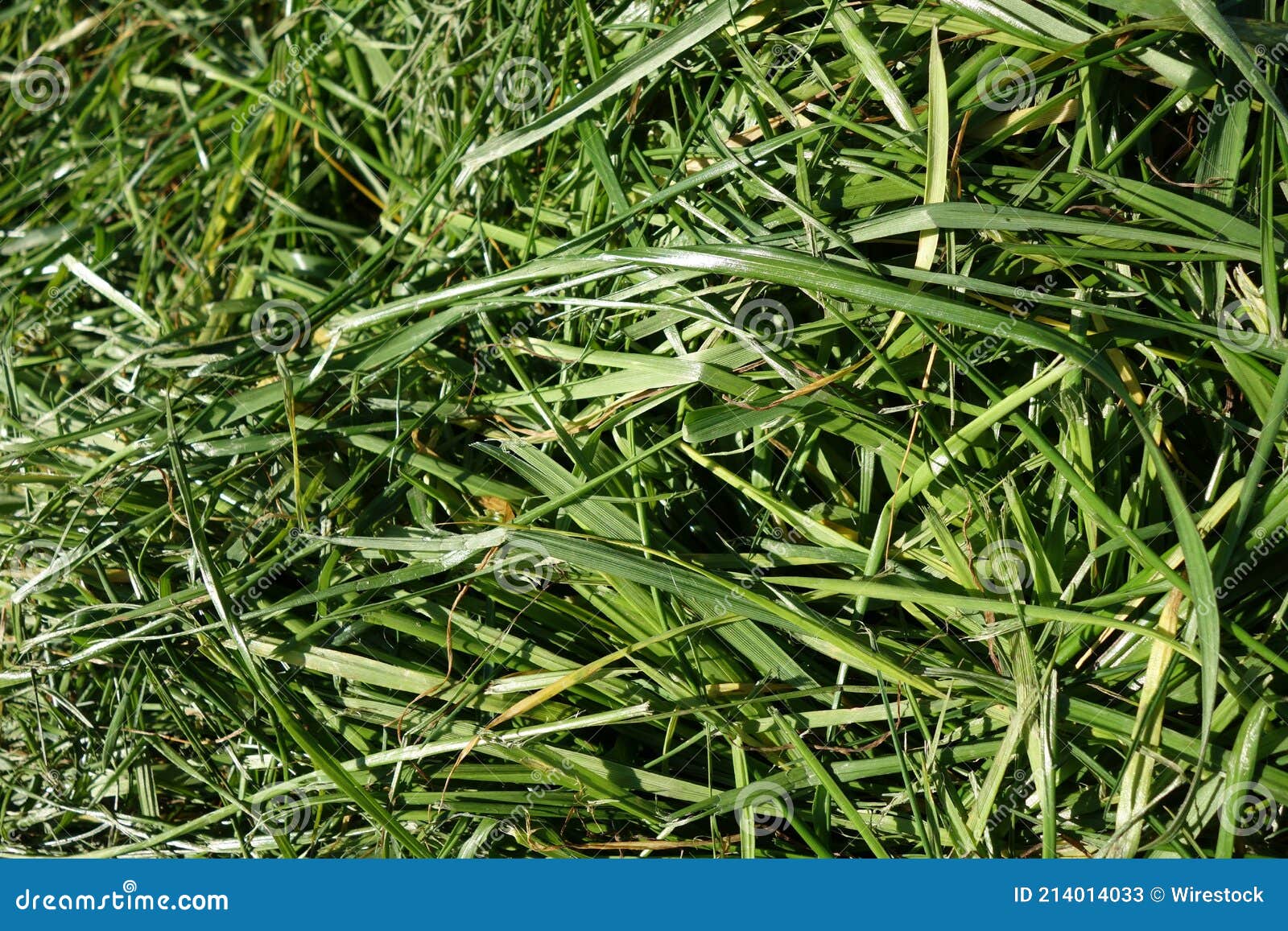 Overhead Shot of Growing Grass Under the Sunlight Stock Image - Image ...