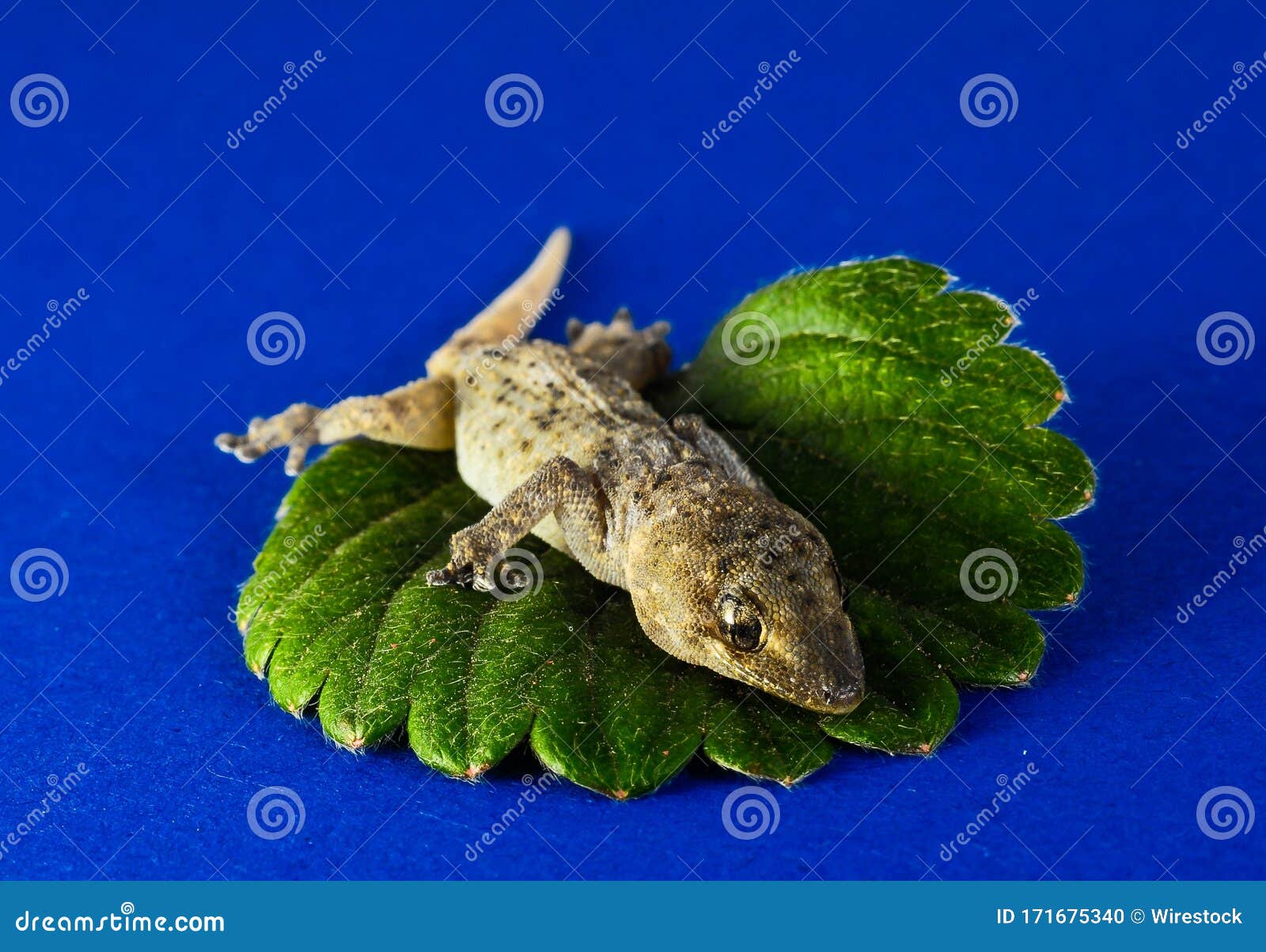 Overhead Shot of a Lizard Placed in a Green Leaf with a Blue Color in ...