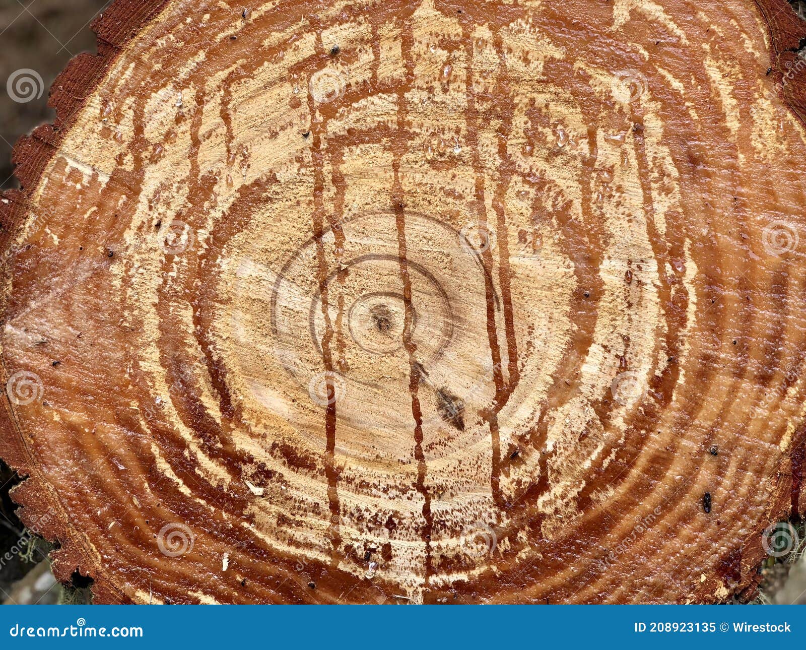 Overhead Shot of a Log Cut from the Middle Stock Image - Image of ...