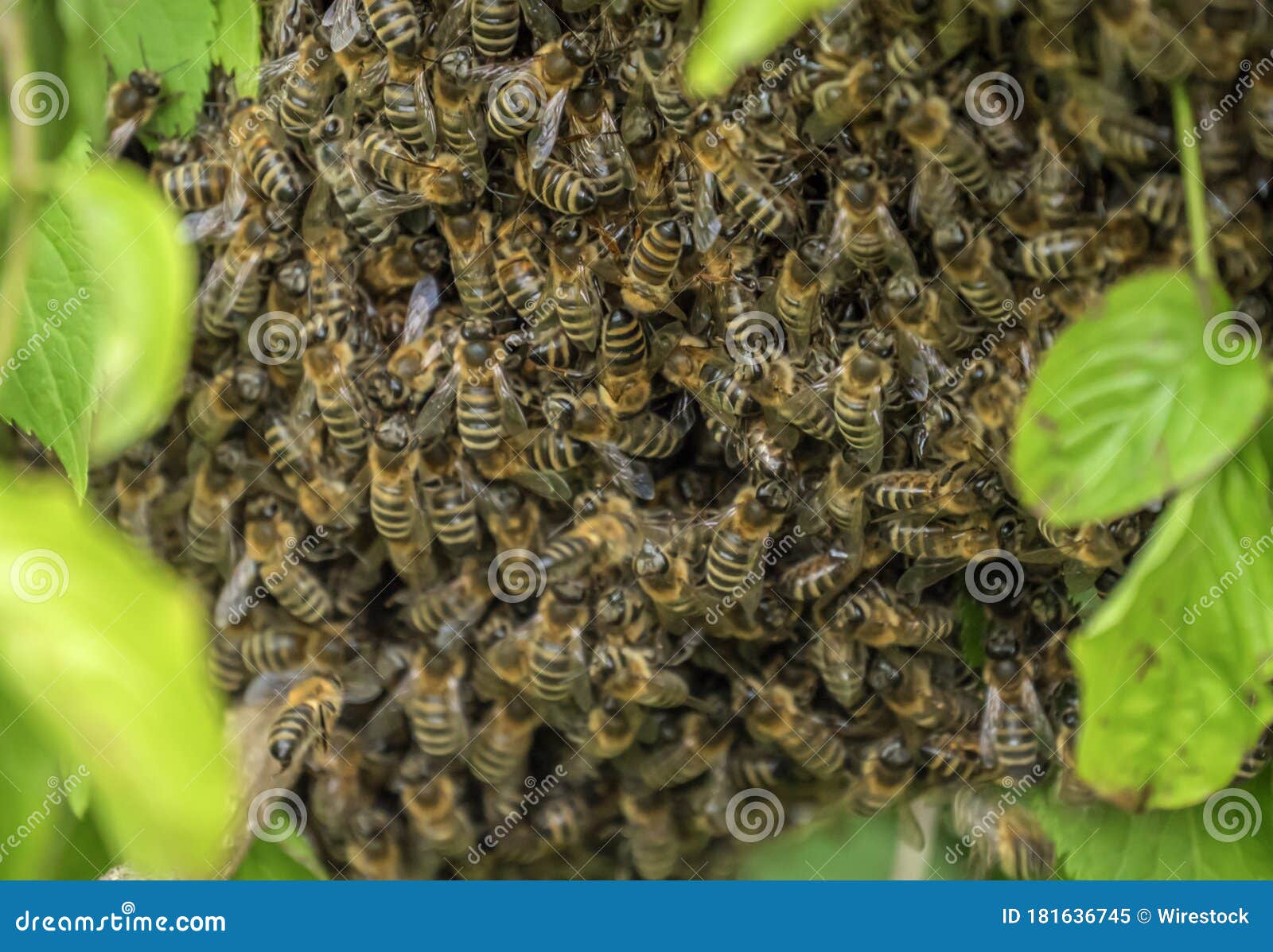 Overhead Shot of Many Bees Surrounded by Leaves Stock Image - Image of ...