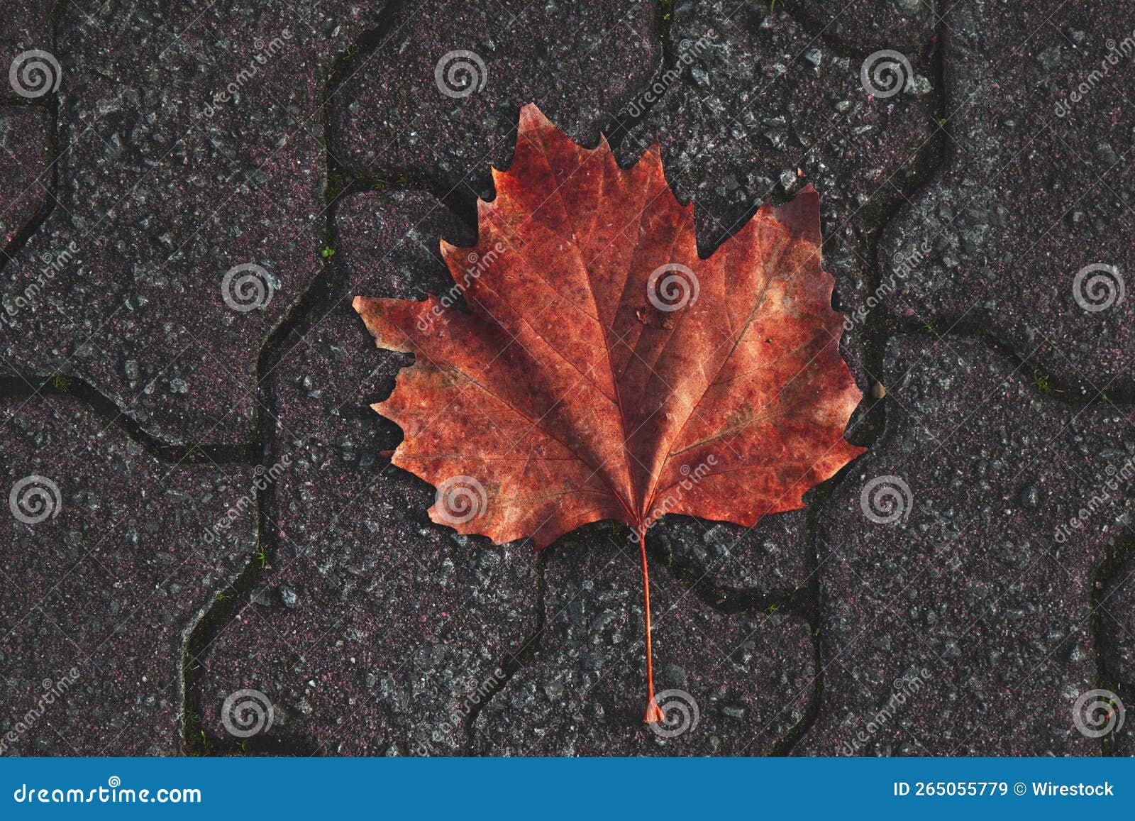 Overhead Shot of a Maple Leaf Stock Image - Image of autumn, street ...
