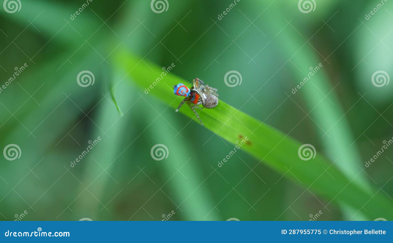 Overhead Shot of a Maratus Splendens Peacock Spider Mating Stock Video ...