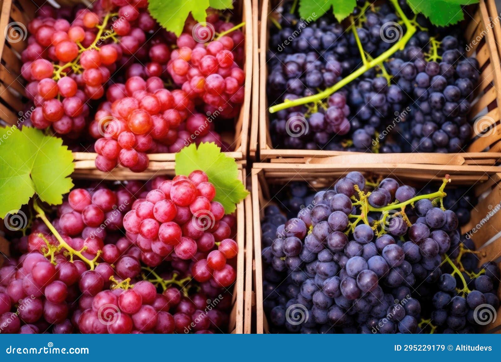 Overhead Shot of Multiple Grape Bunches in a Basket Stock Image - Image ...