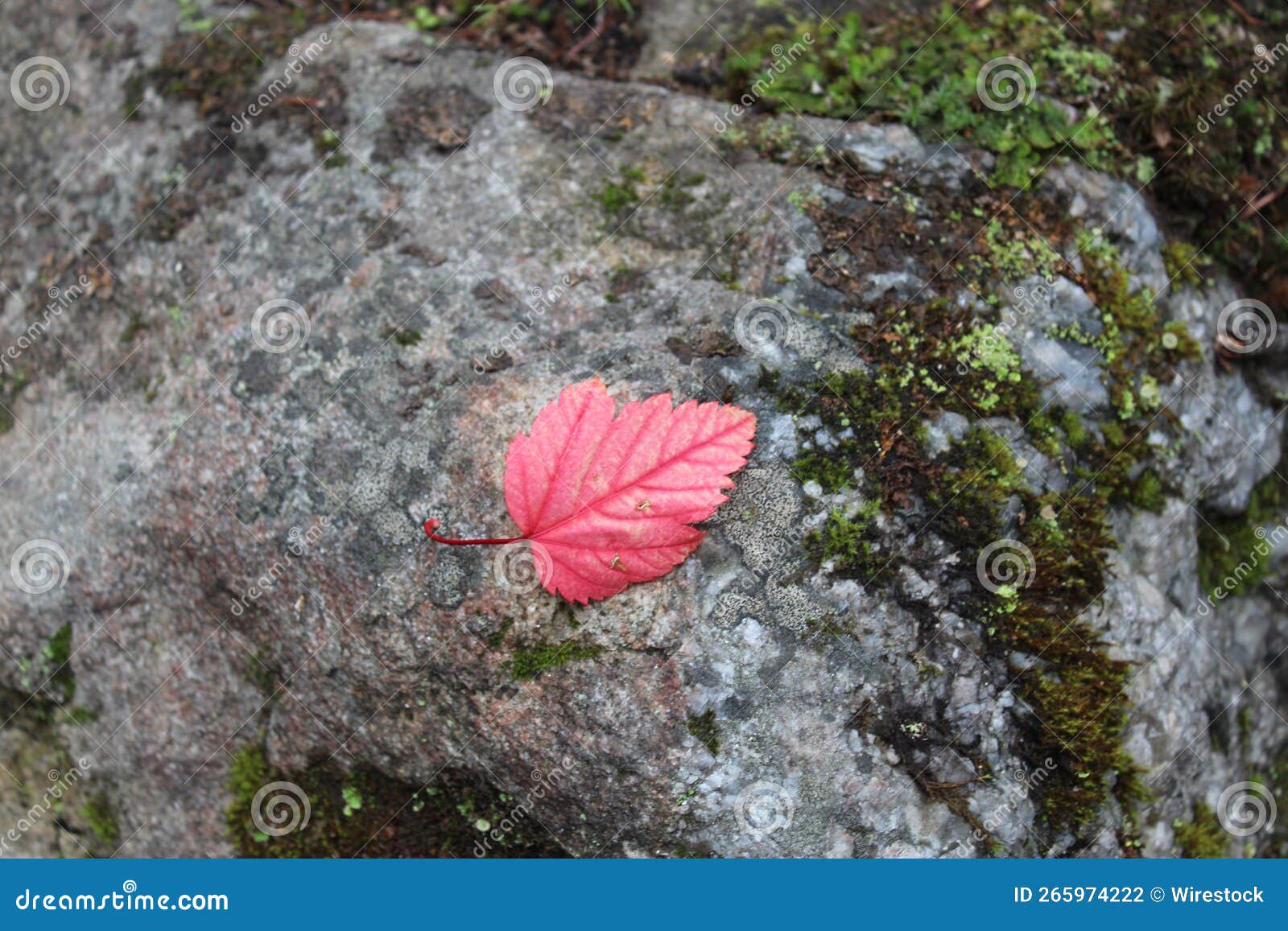 Overhead Shot of a Red Maple Leaf on a Rock Stock Photo - Image of ...