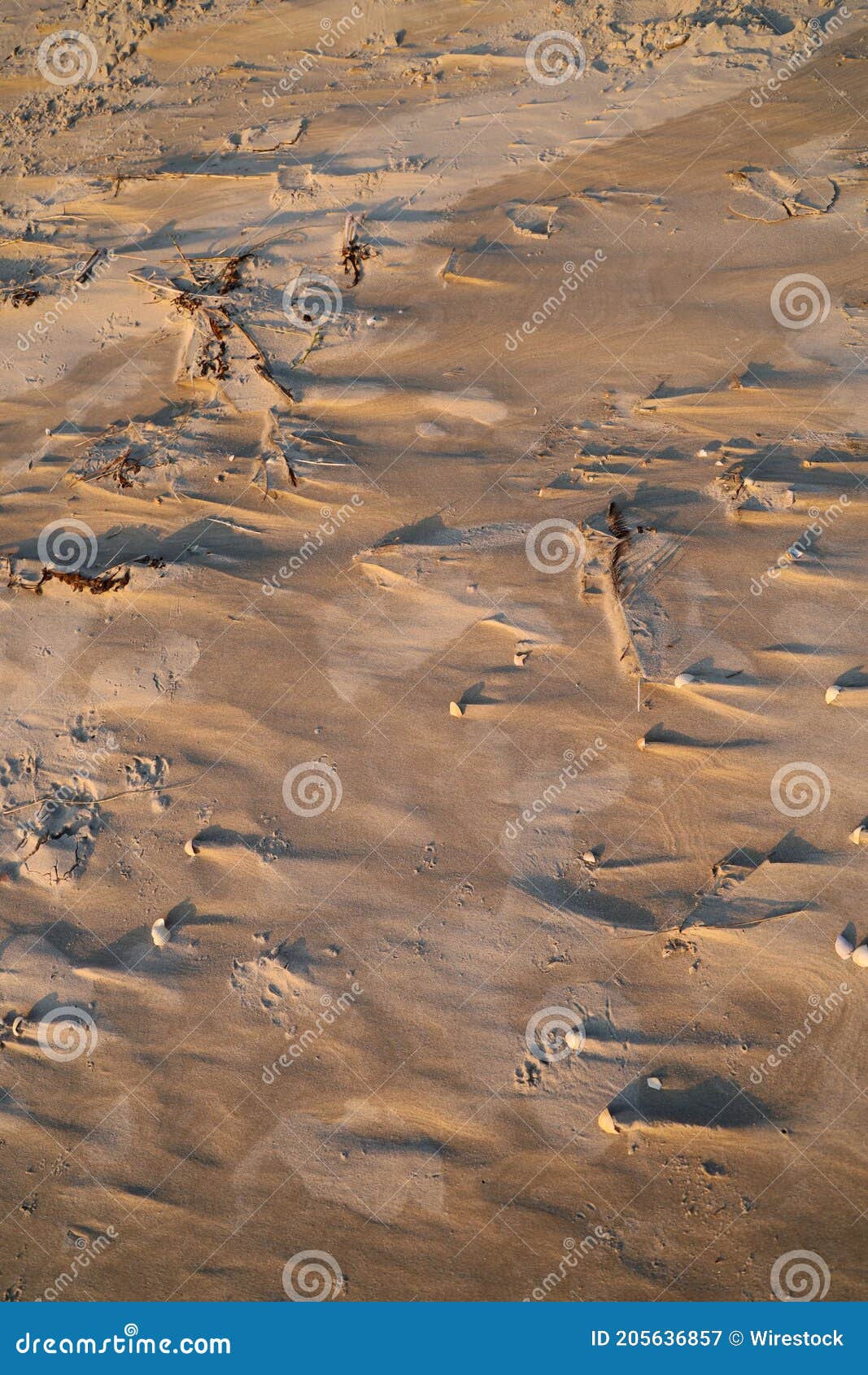 Overhead Shot of the Sandy Beach and Many Small Seashells Lying on the ...