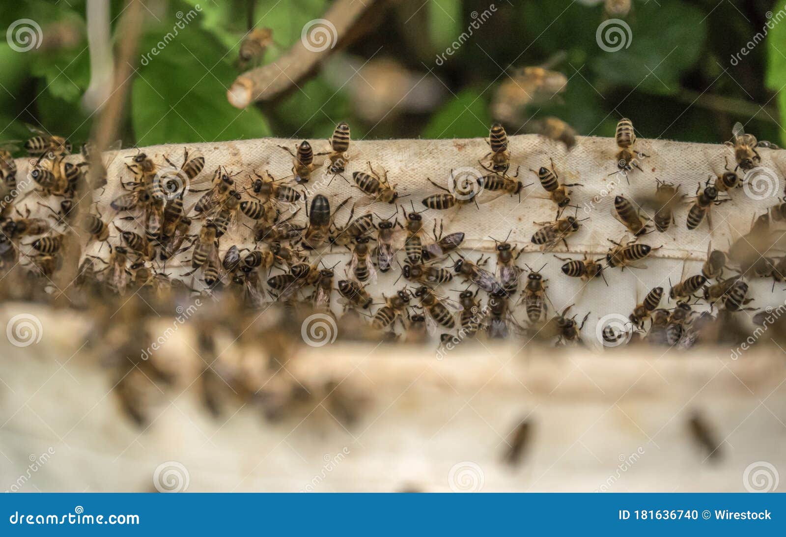 Overhead Shot of Several Bees on the Hive Stock Photo - Image of insect ...