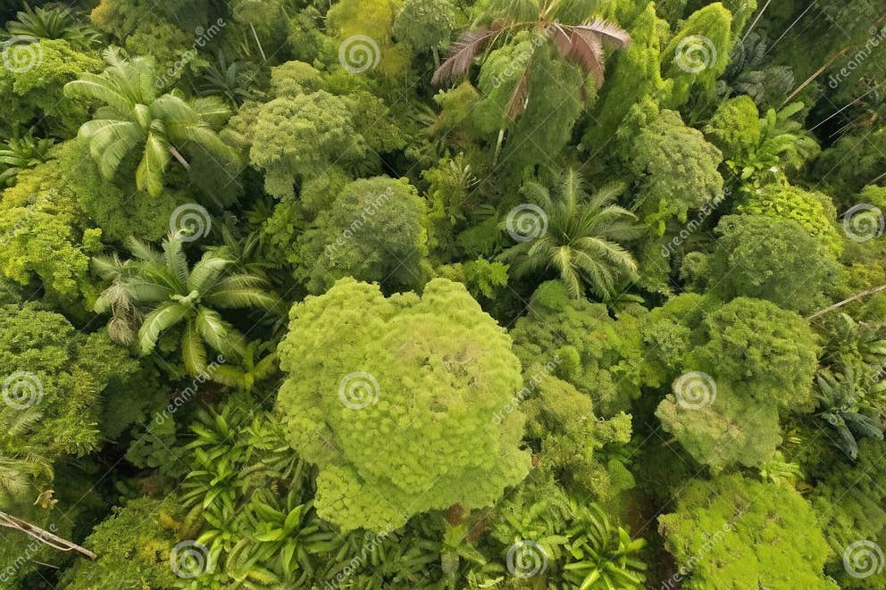 Overhead Shot of a Sprawling Rainforest Canopy Stock Photo - Image of ...