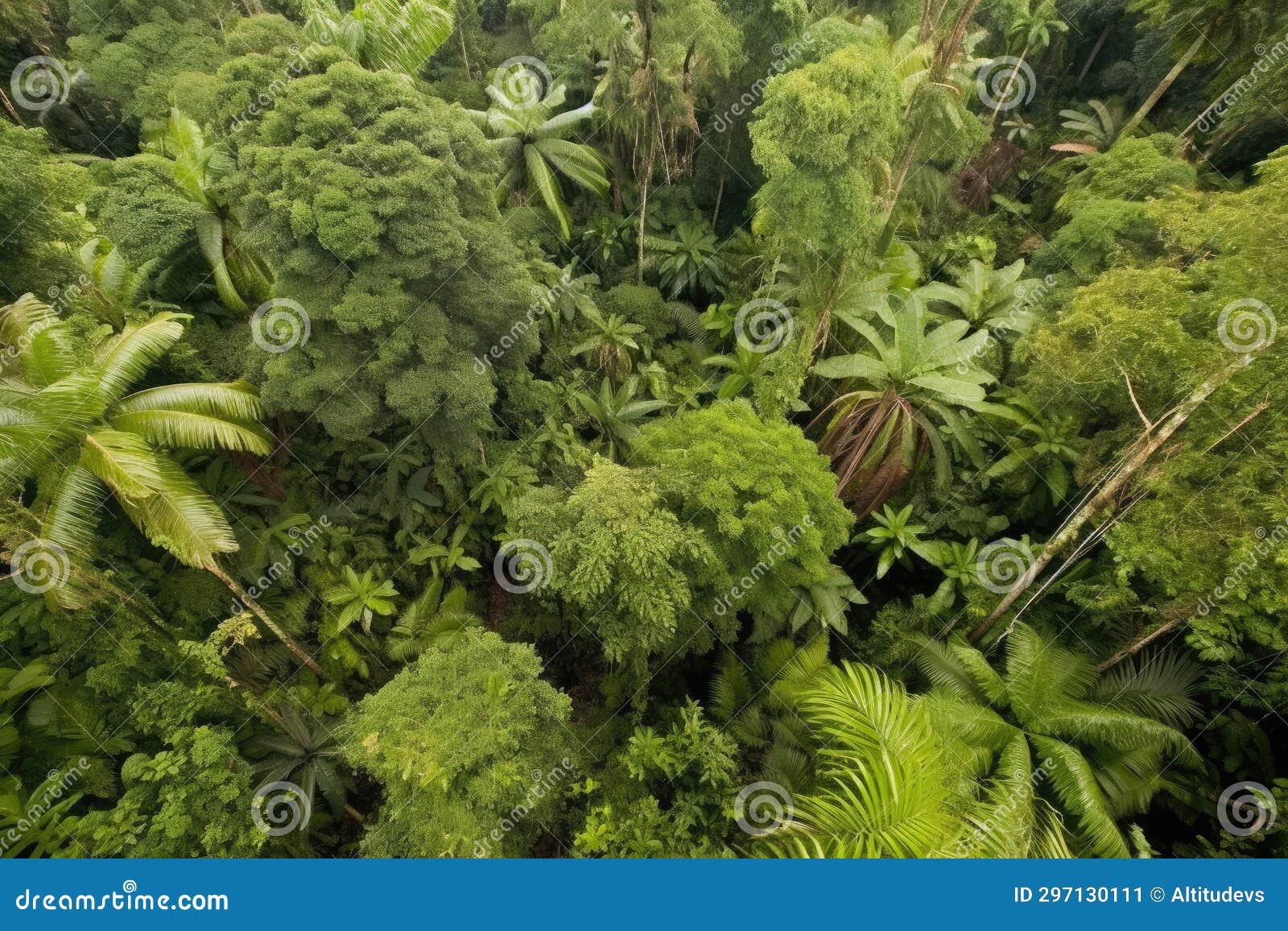 Overhead Shot of a Sprawling Rainforest Canopy Stock Image - Image of ...