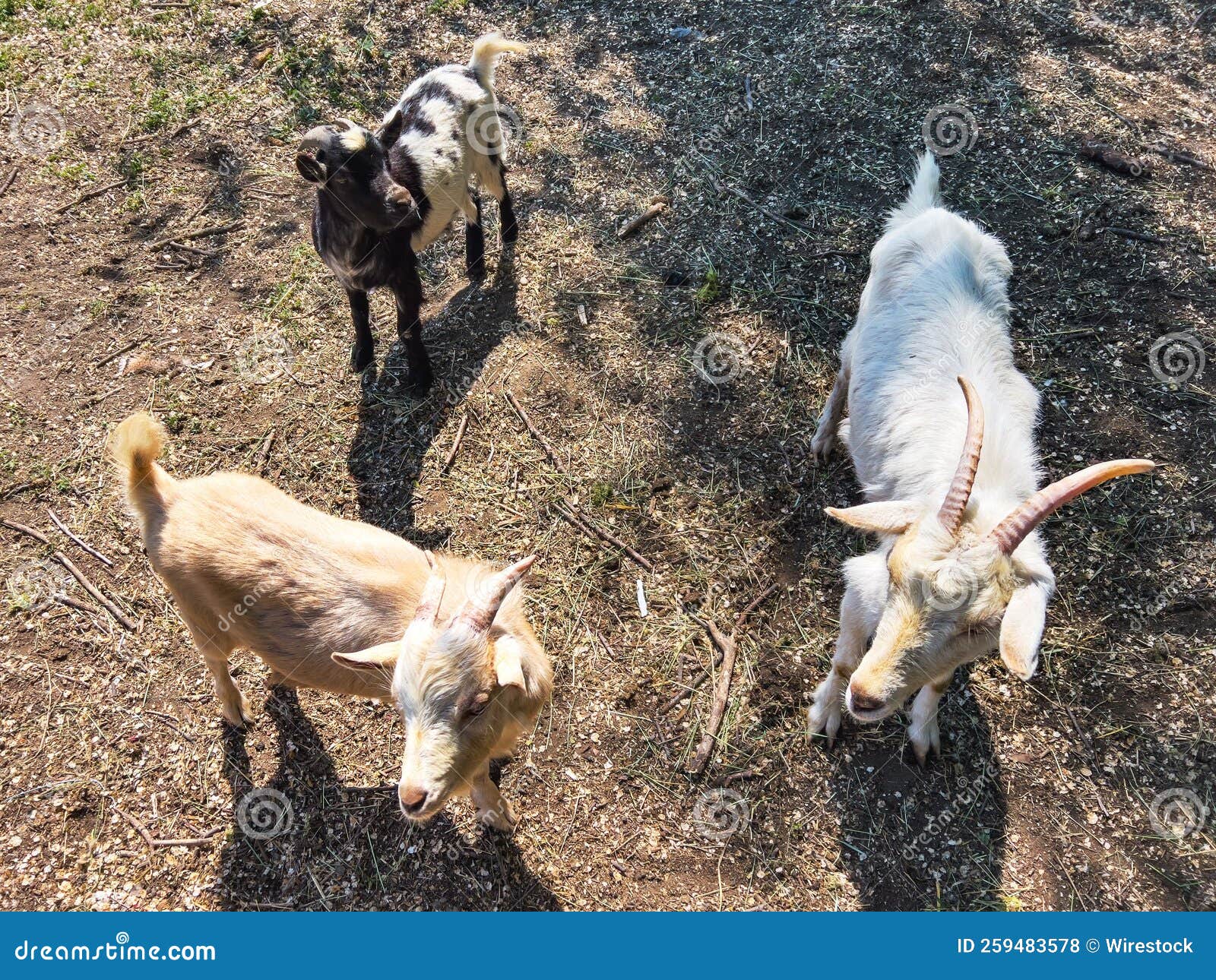 Overhead Shot of Three Goats Standing Outdoors. Stock Photo - Image of ...