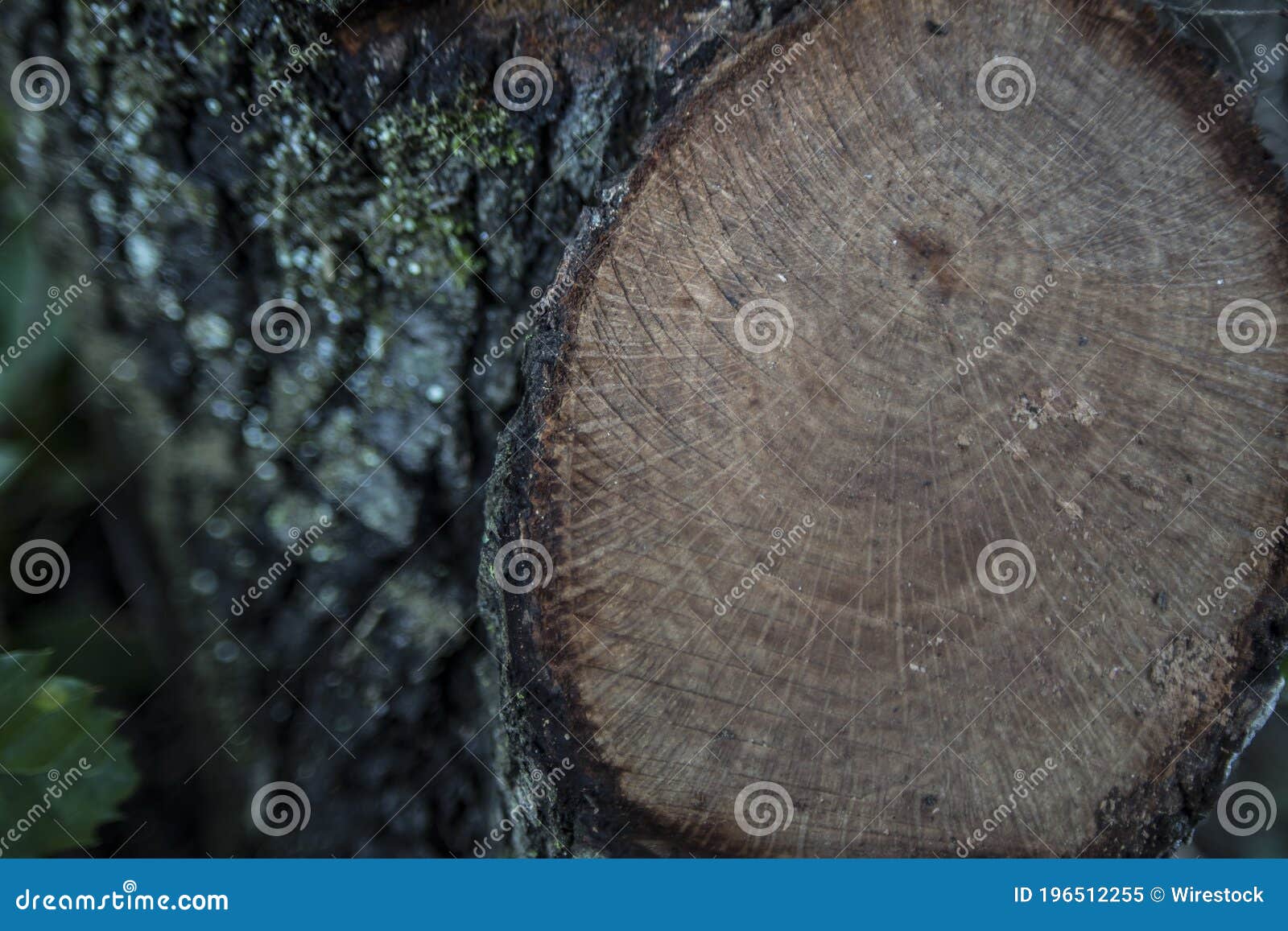 Overhead Shot of a Tree Stump on the Ground Stock Image - Image of ...