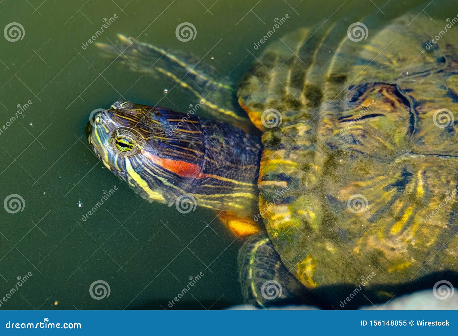 Overhead Shot of a Turtle in the Water Stock Image - Image of caribbean ...
