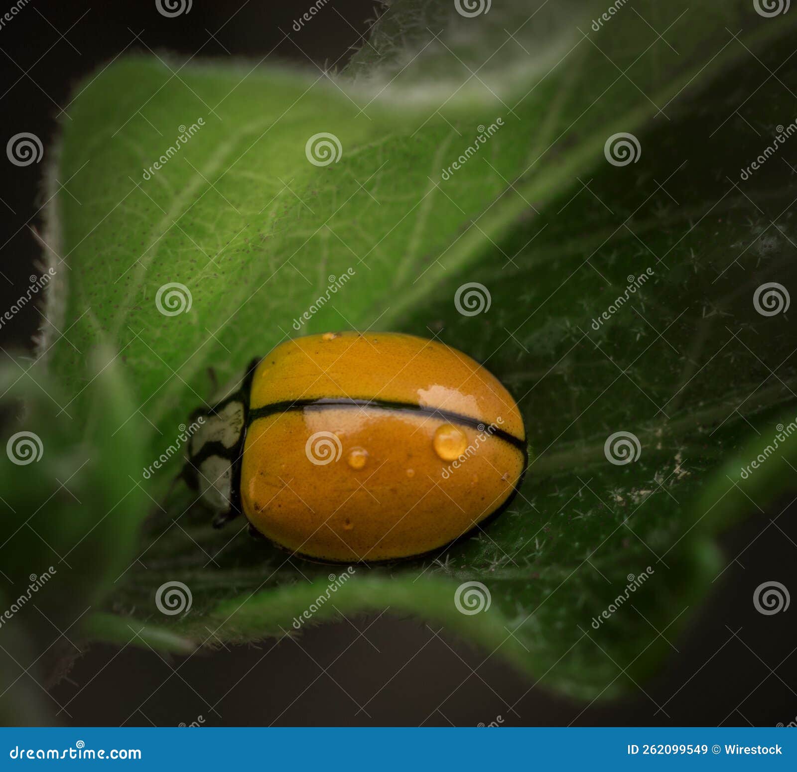Overhead Shot of a Yellow Ladybird on Big Green Leaf Stock Image ...