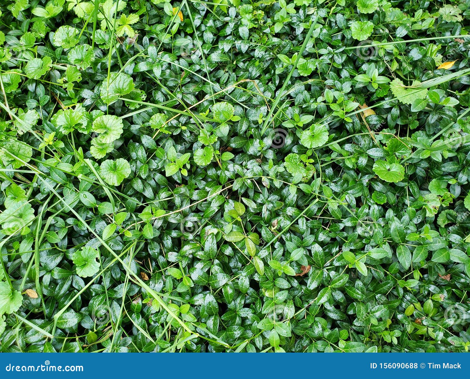 Overhead Texture of Grass Field Stock Photo - Image of plant, soil ...