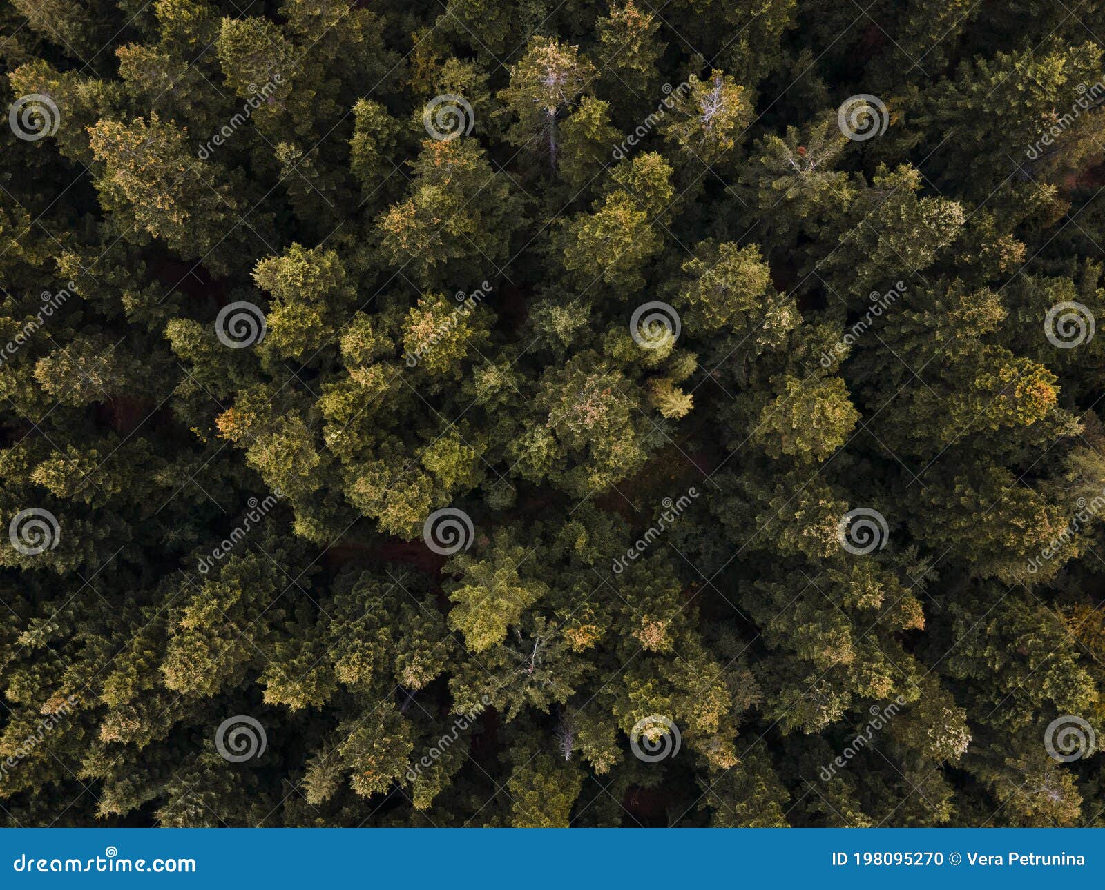 Overhead Top View of Pine Tree Forest Stock Photo - Image of beautiful ...