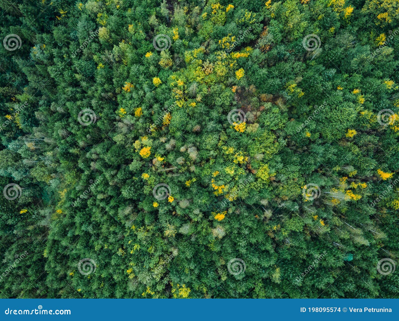 Overhead Top View of Pine Tree Forest Stock Photo - Image of fresh ...