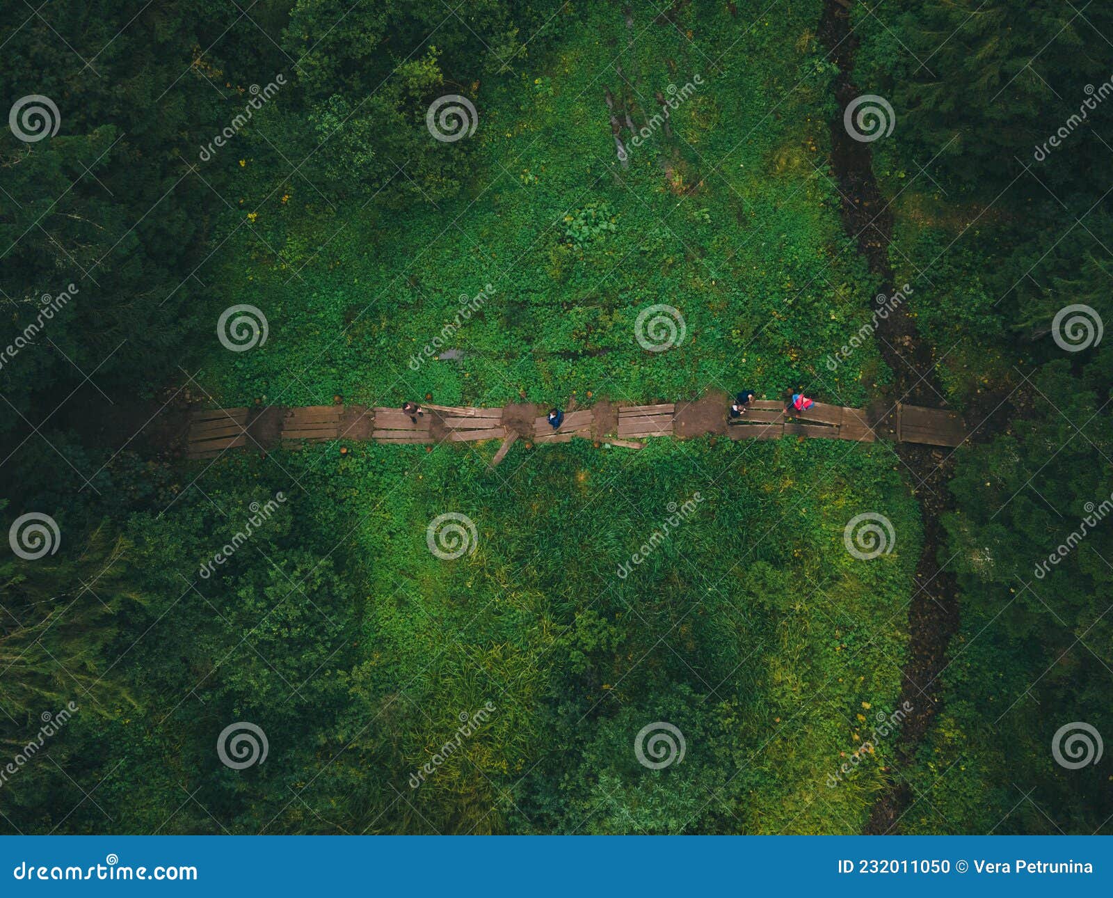 Overhead Top View of Trail in the Forest Stock Photo - Image of travel ...