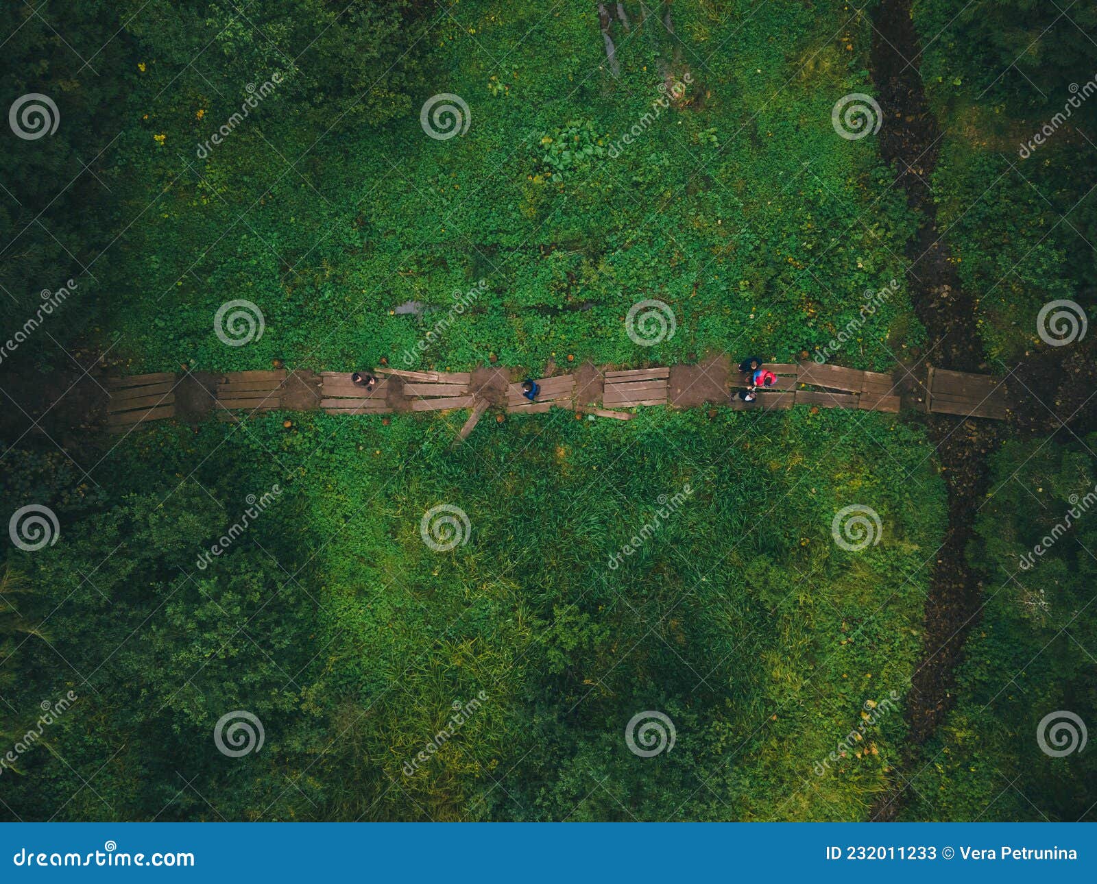 Overhead Top View of Trail in the Forest Stock Image - Image of ...