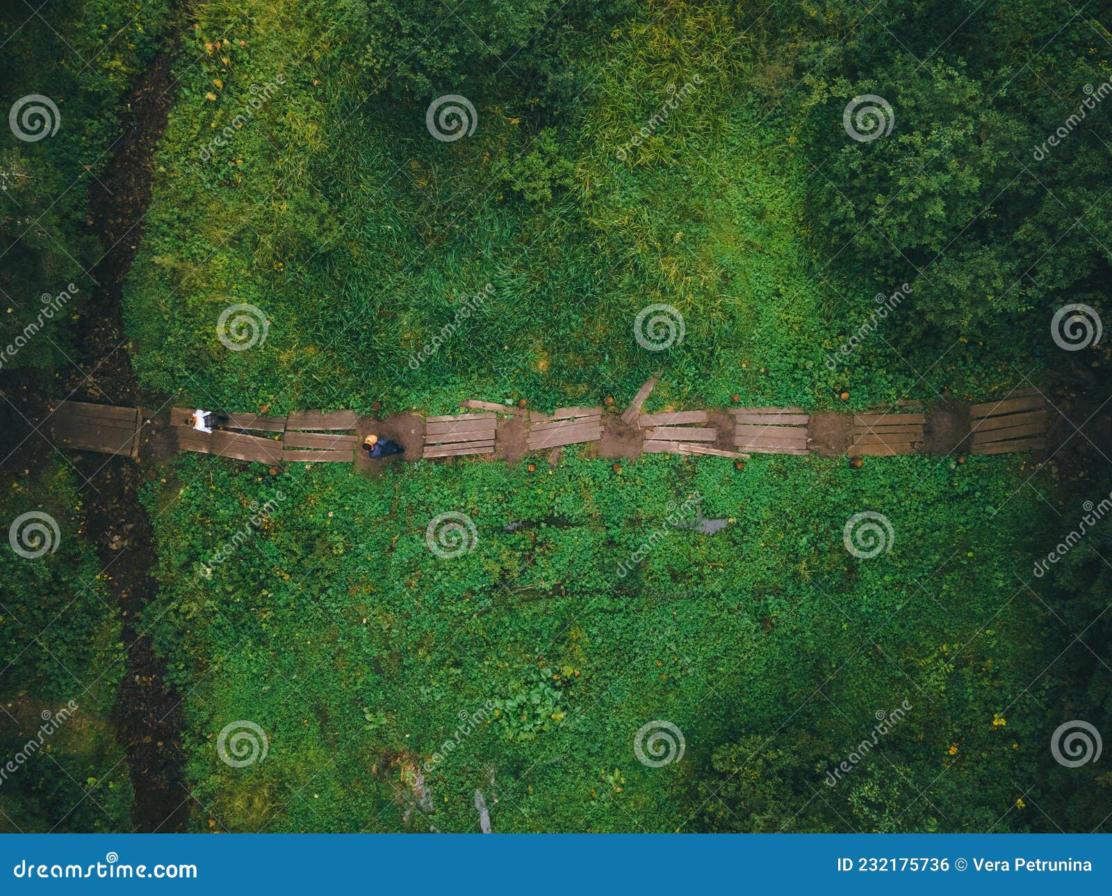 Overhead Top View of Trail in the Forest Stock Photo - Image of leaf ...