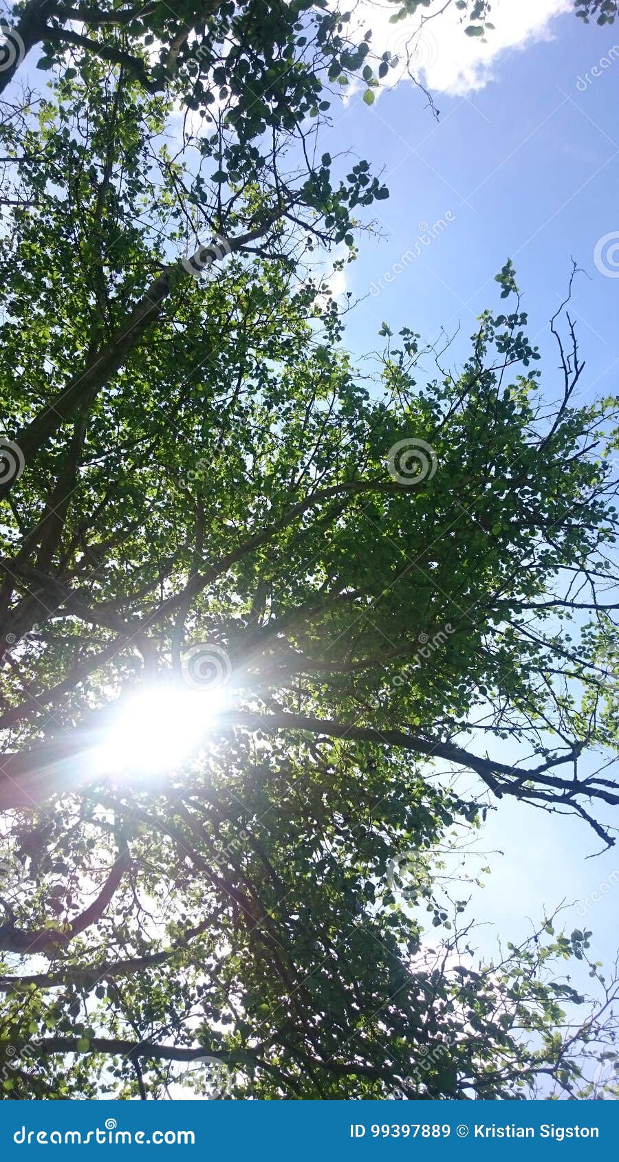 Overhead Tree with Sunlight Stock Image - Image of rainforest ...