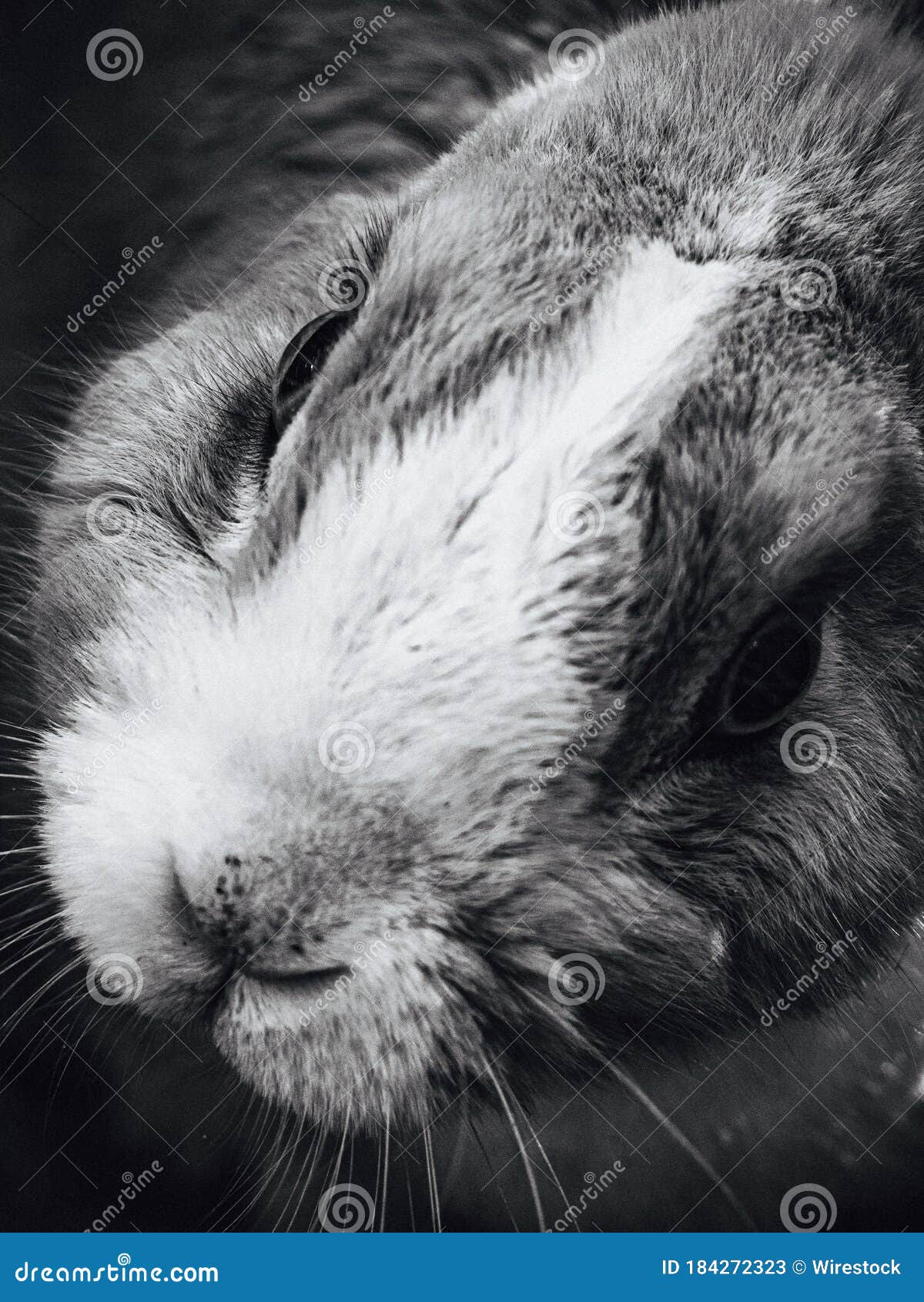 Overhead Vertical Grayscale Shot of a Cute Rabbit Stock Image - Image ...