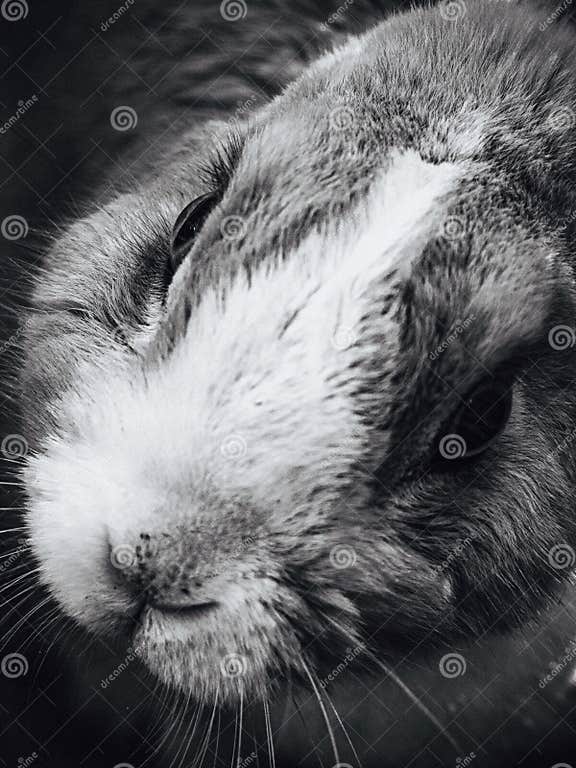 Overhead Vertical Grayscale Shot of a Cute Rabbit Stock Image - Image ...