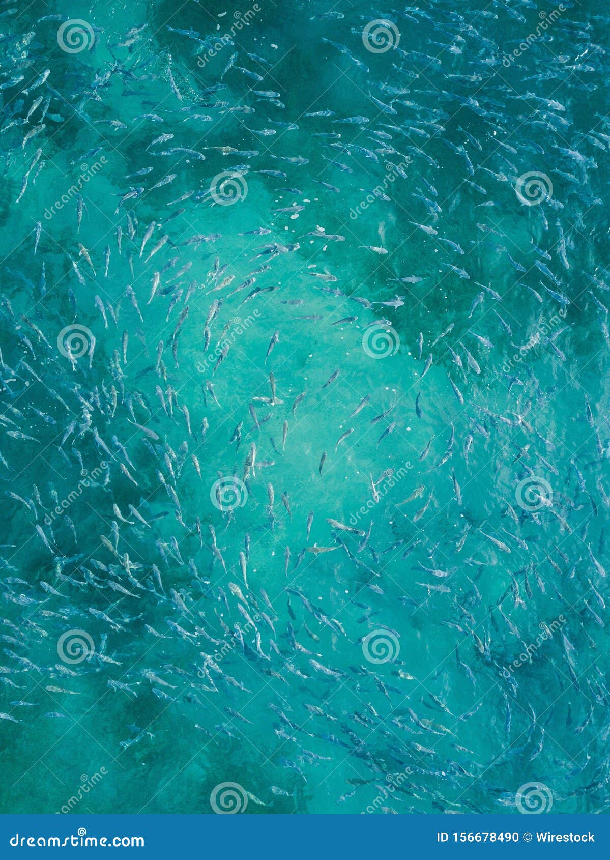 Overhead Vertical Shot of a Plenty of Fish Swimming in the Sea Stock ...