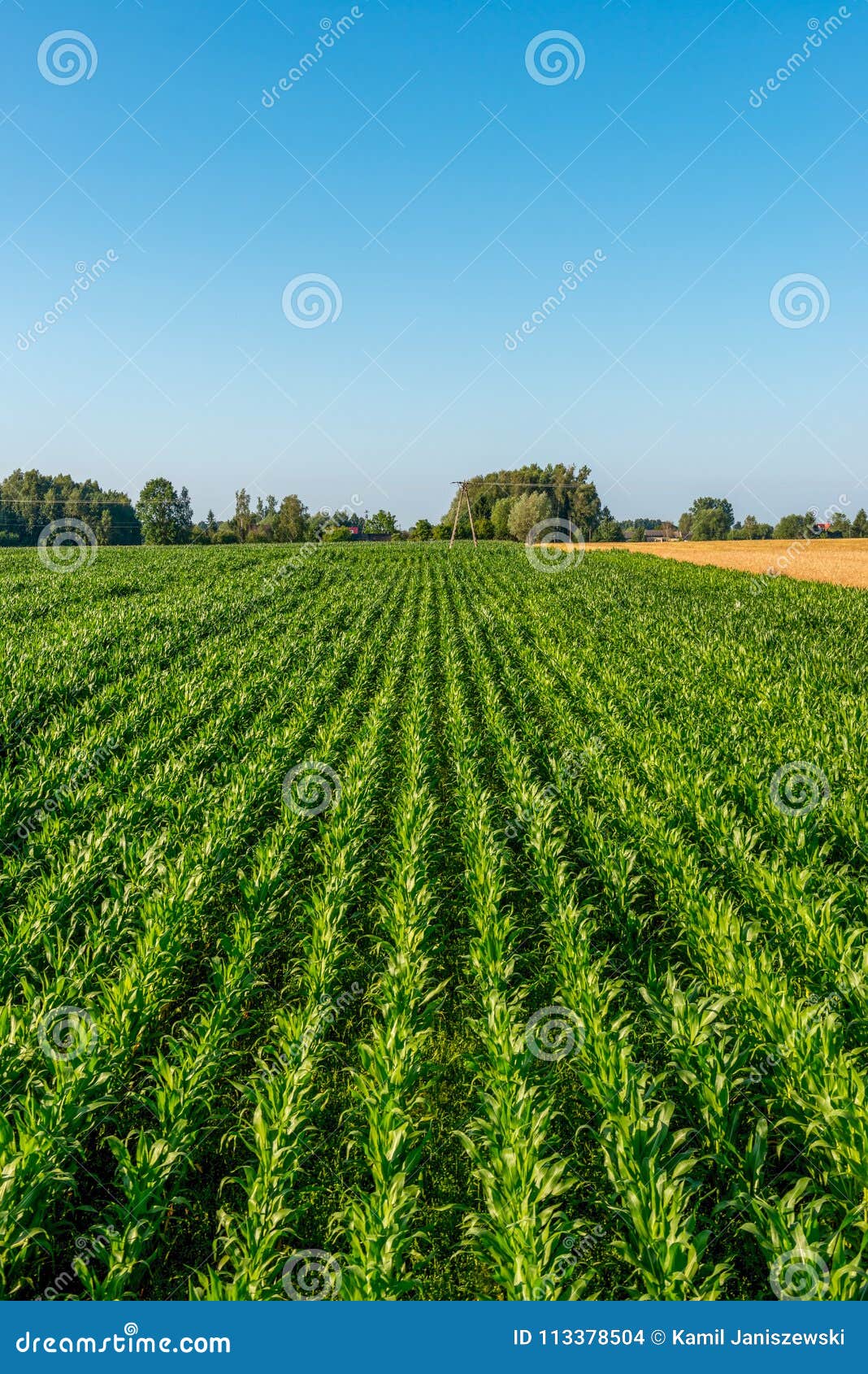 Overhead View from Above on a Field of Young Corn Stock Photo - Image ...